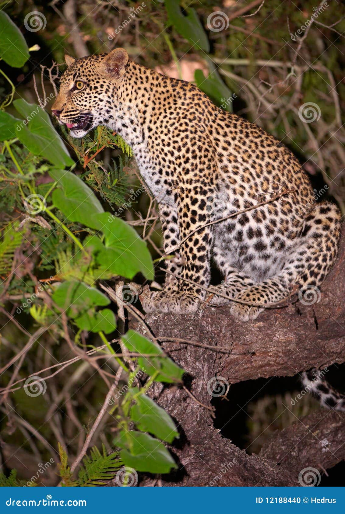 Leopard Sitting on the Tree Stock Photo - Image of five, outdoors: 12188440