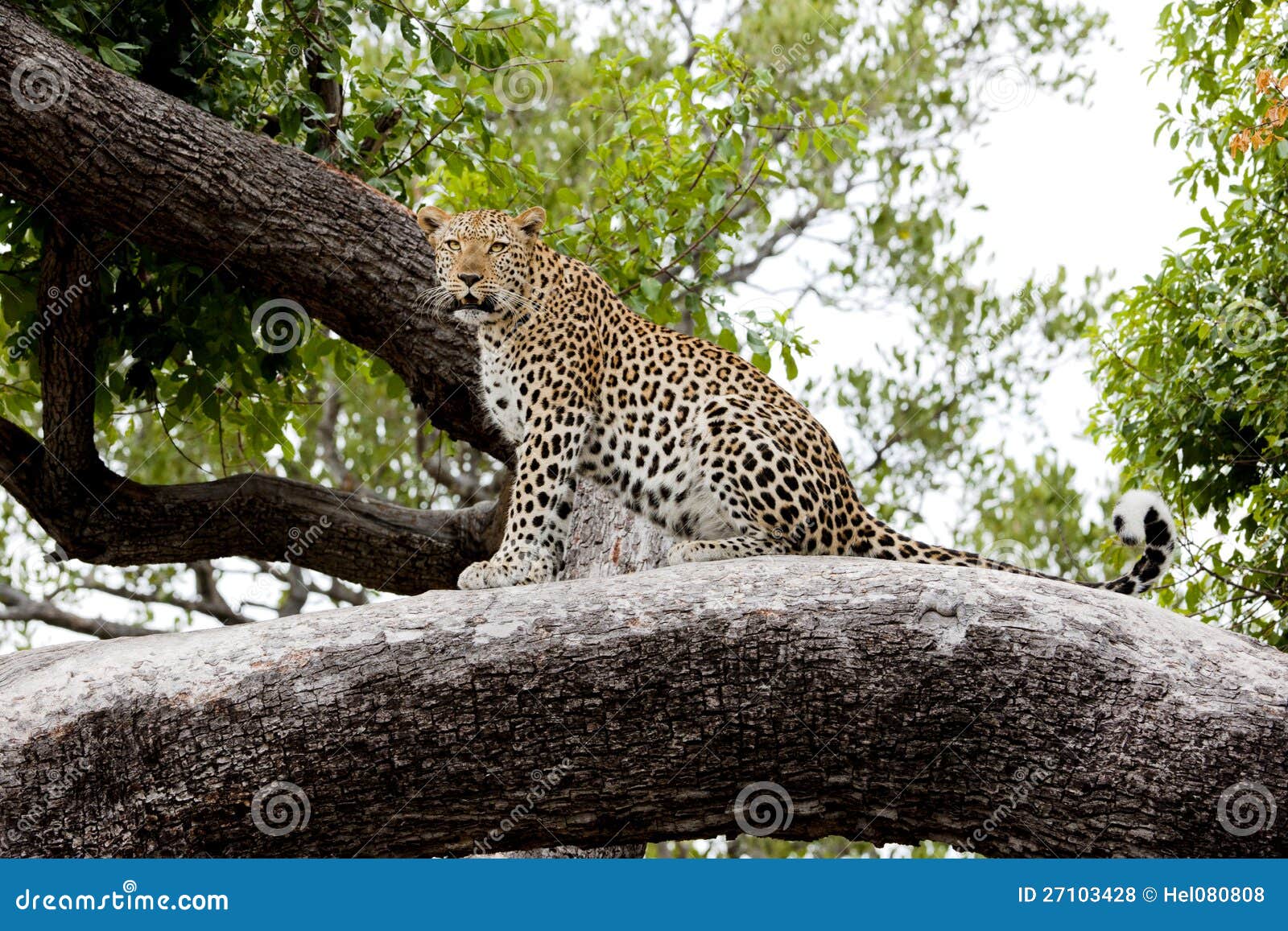 Leopard sitting on a tree stock photo. Image of feline - 27103428