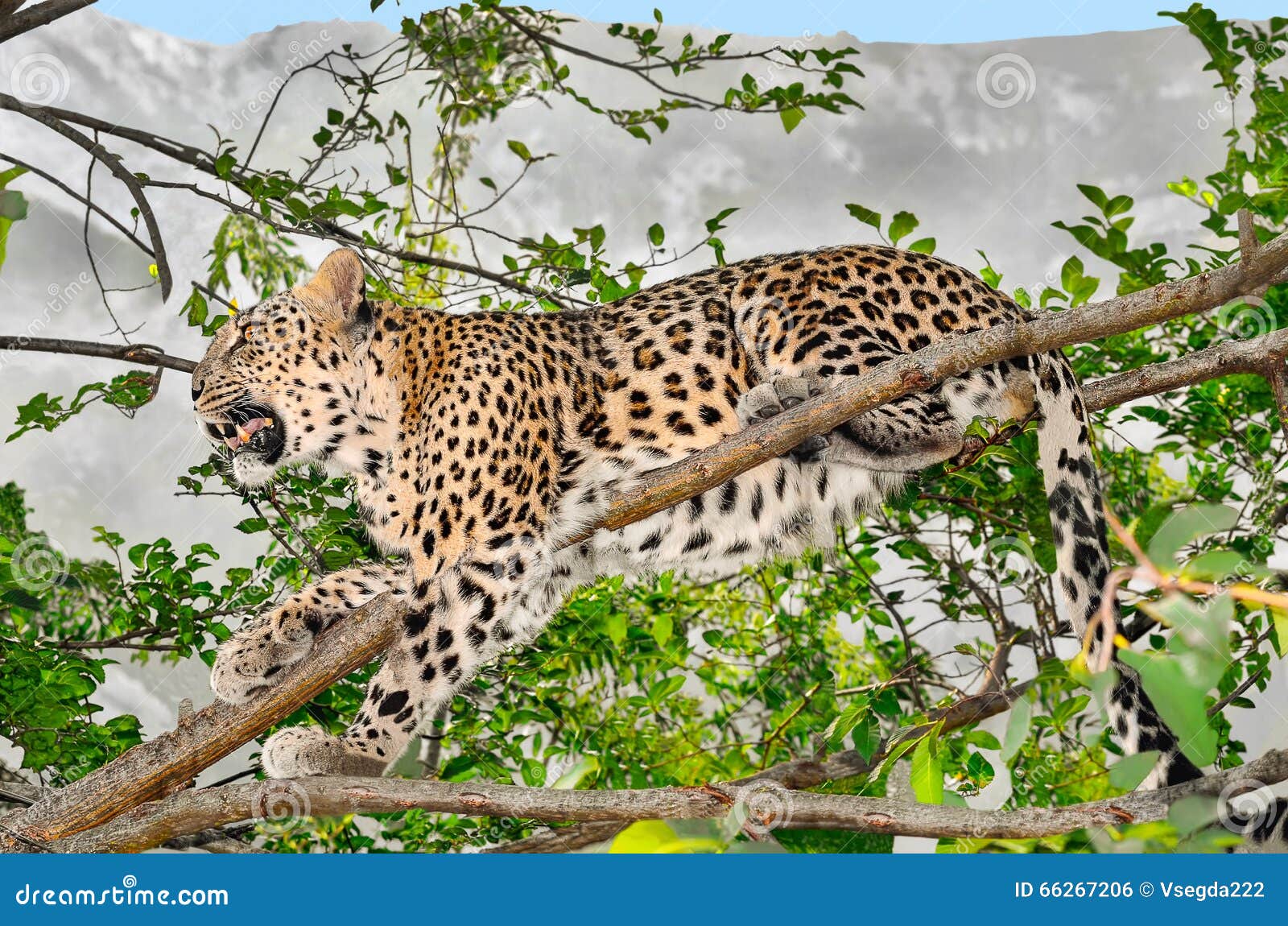 Leopard Sitting on a Tree Branch Stock Photo - Image of crimea, mammal ...