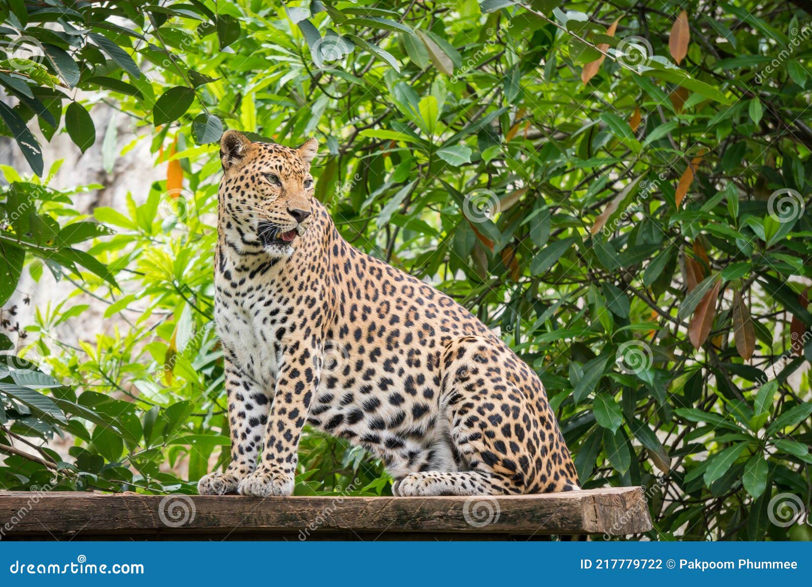 Leopard sitting on a tree stock photo. Image of indian - 217779722