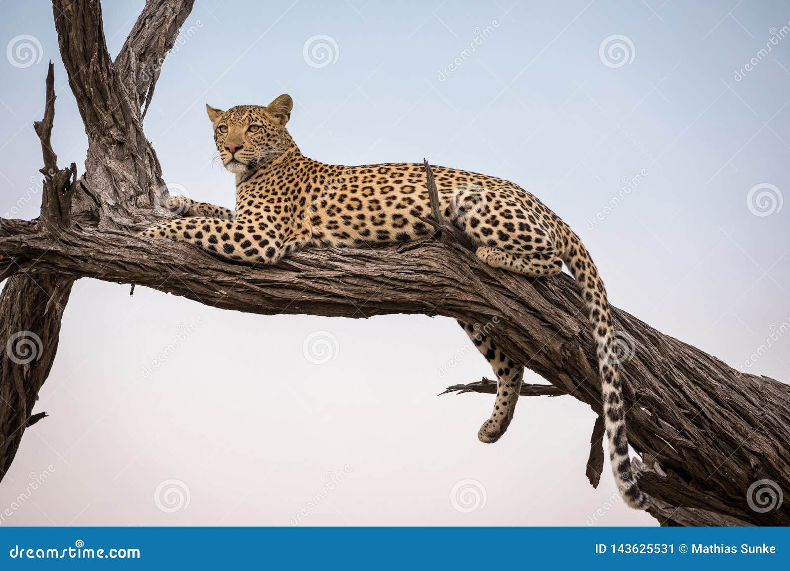 A Leopard Resting on a Tree Stock Image - Image of hunter, camouflage ...