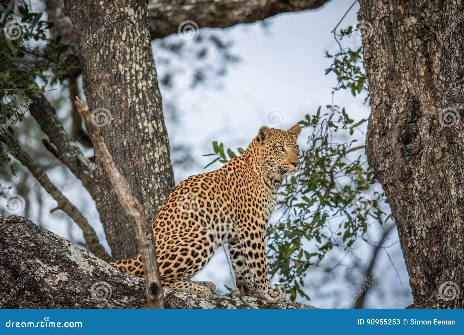 Leopard sitting in a tree. stock image. Image of hunter - 90955253