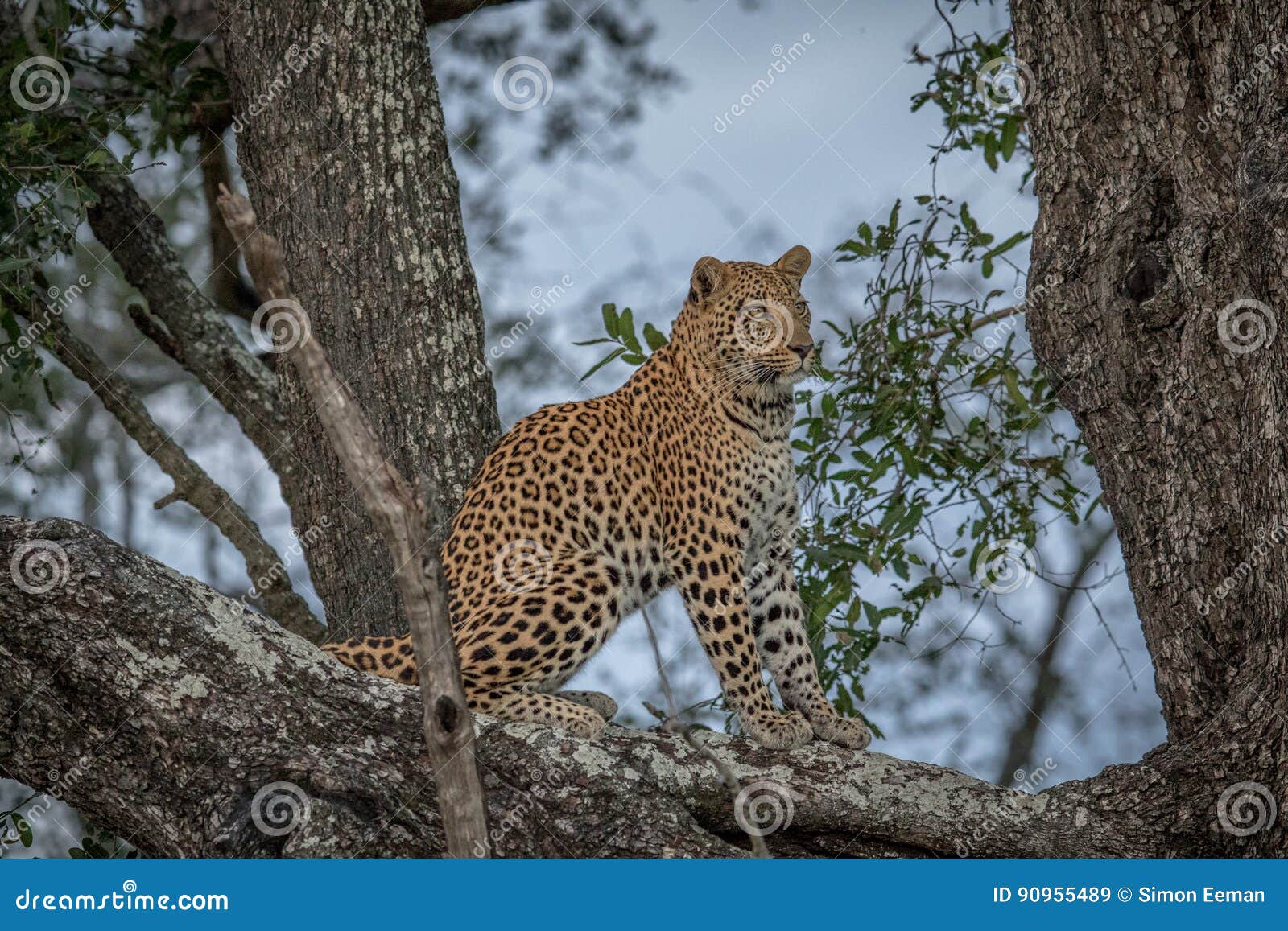 Leopard sitting in a tree. stock image. Image of five - 90955489