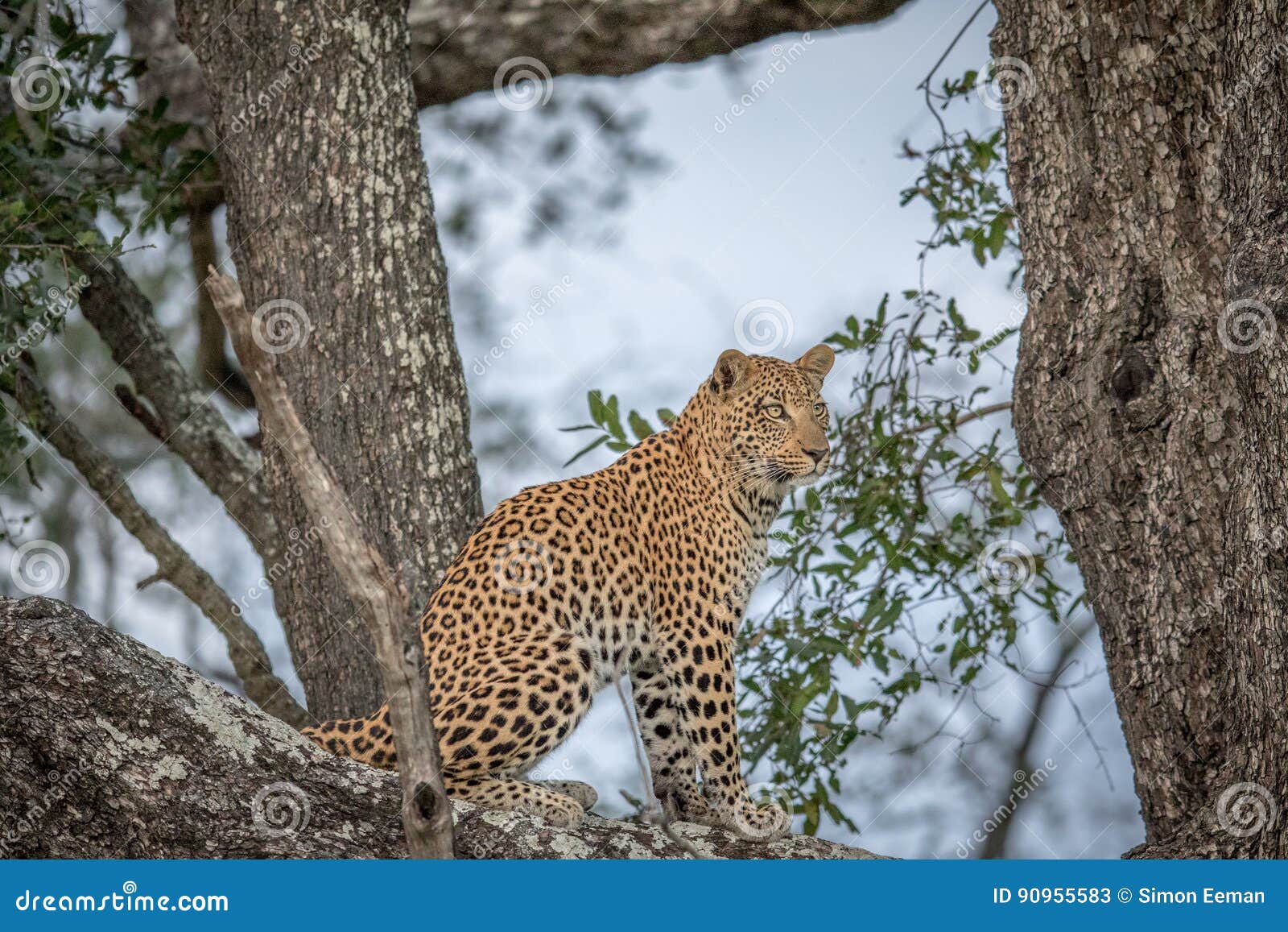 Leopard sitting in a tree. stock image. Image of five - 90955583
