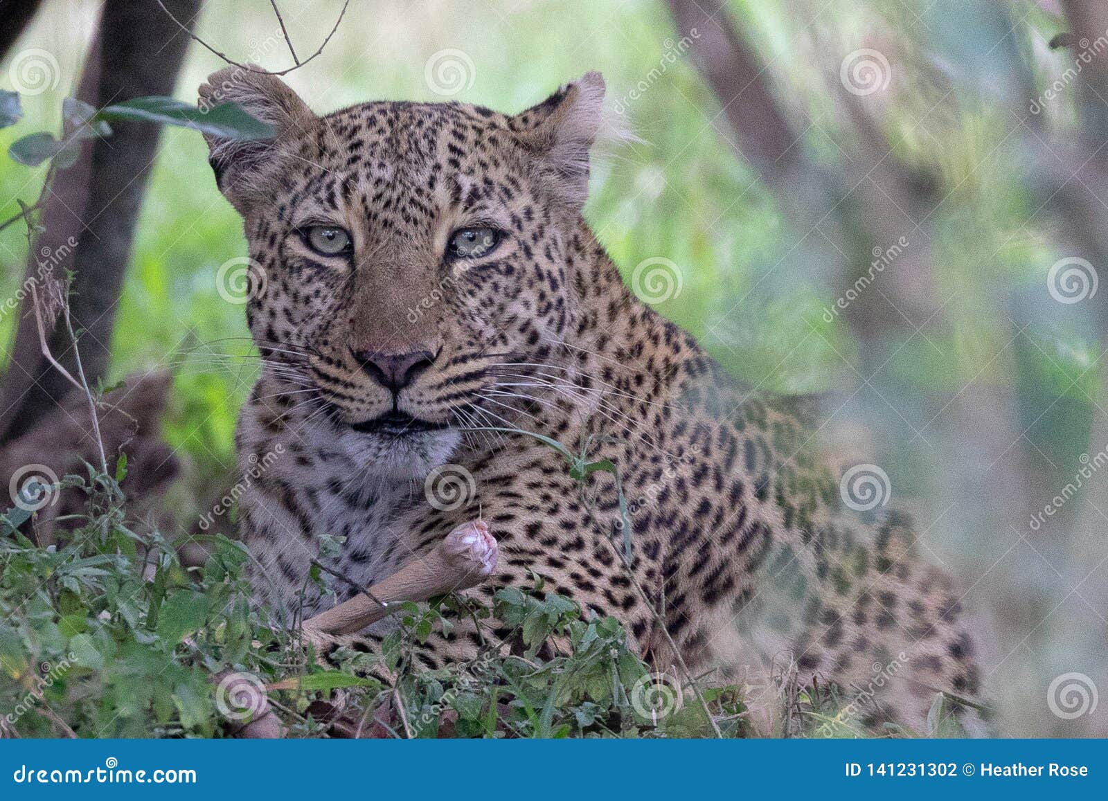 Leopard Sitting in a Tree with in the Masai Mara, Kenya, Africa Stock ...