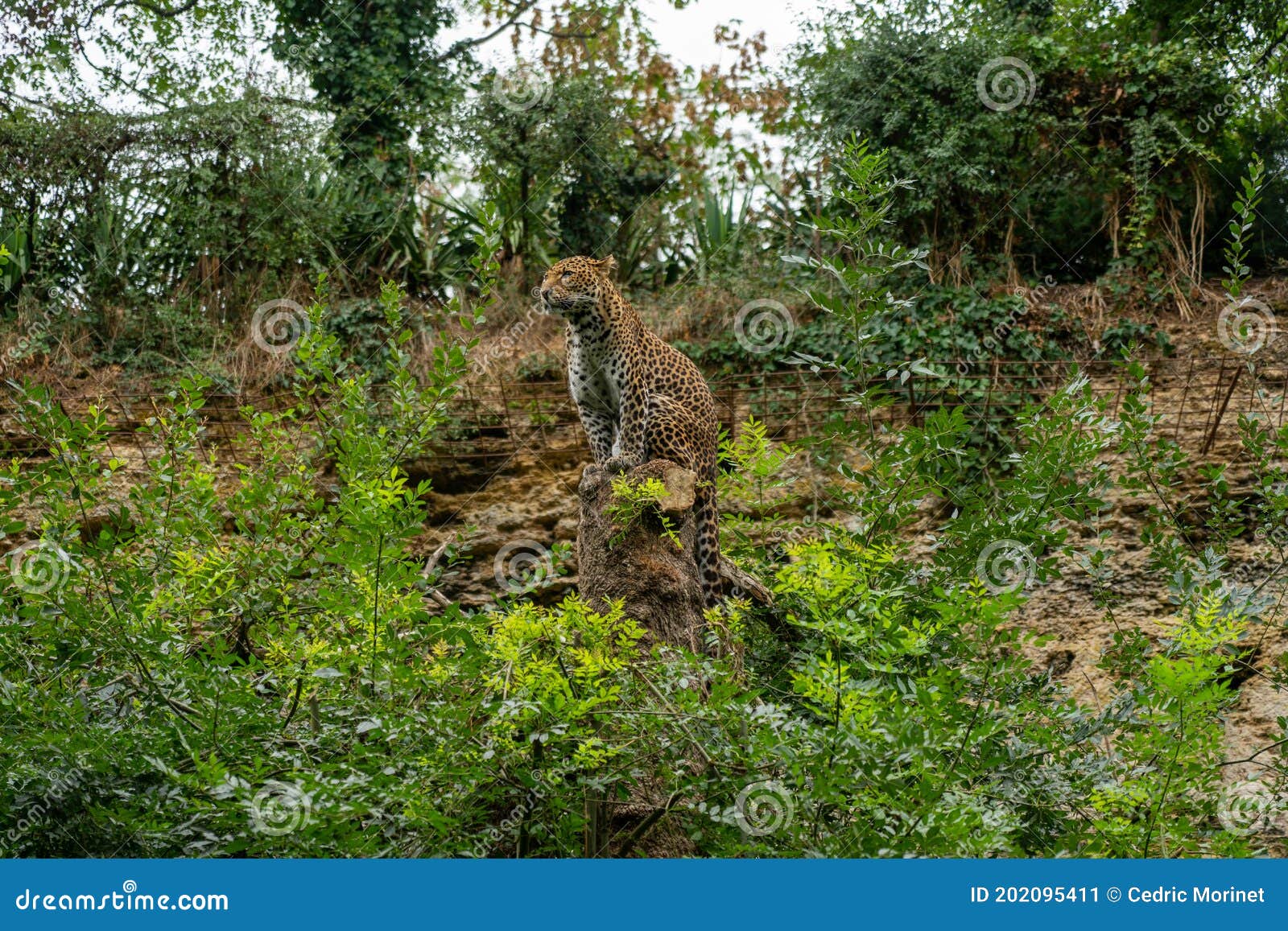 Leopard sitting on a tree stock image. Image of predator - 202095411