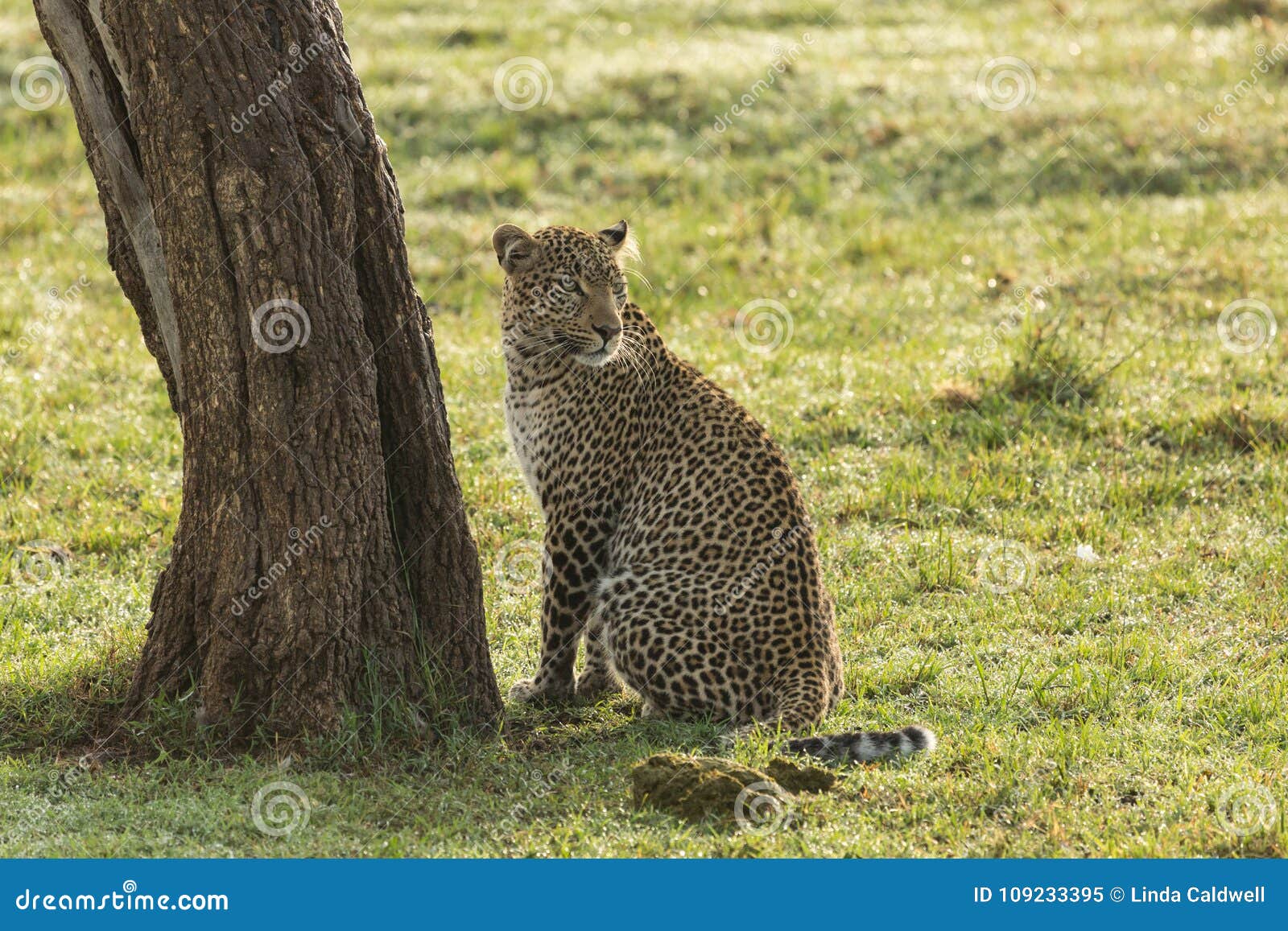 Leopard Sitting Under a Tree Stock Image - Image of maasai, predator ...