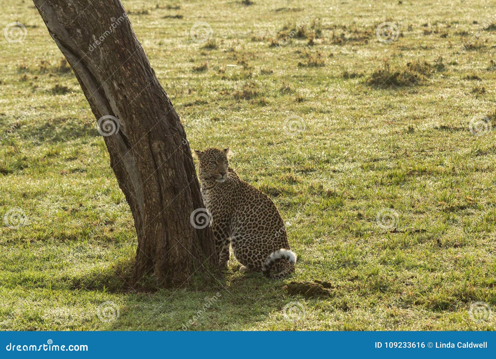 Leopard Sitting Under a Tree Stock Photo - Image of africa, kenya ...