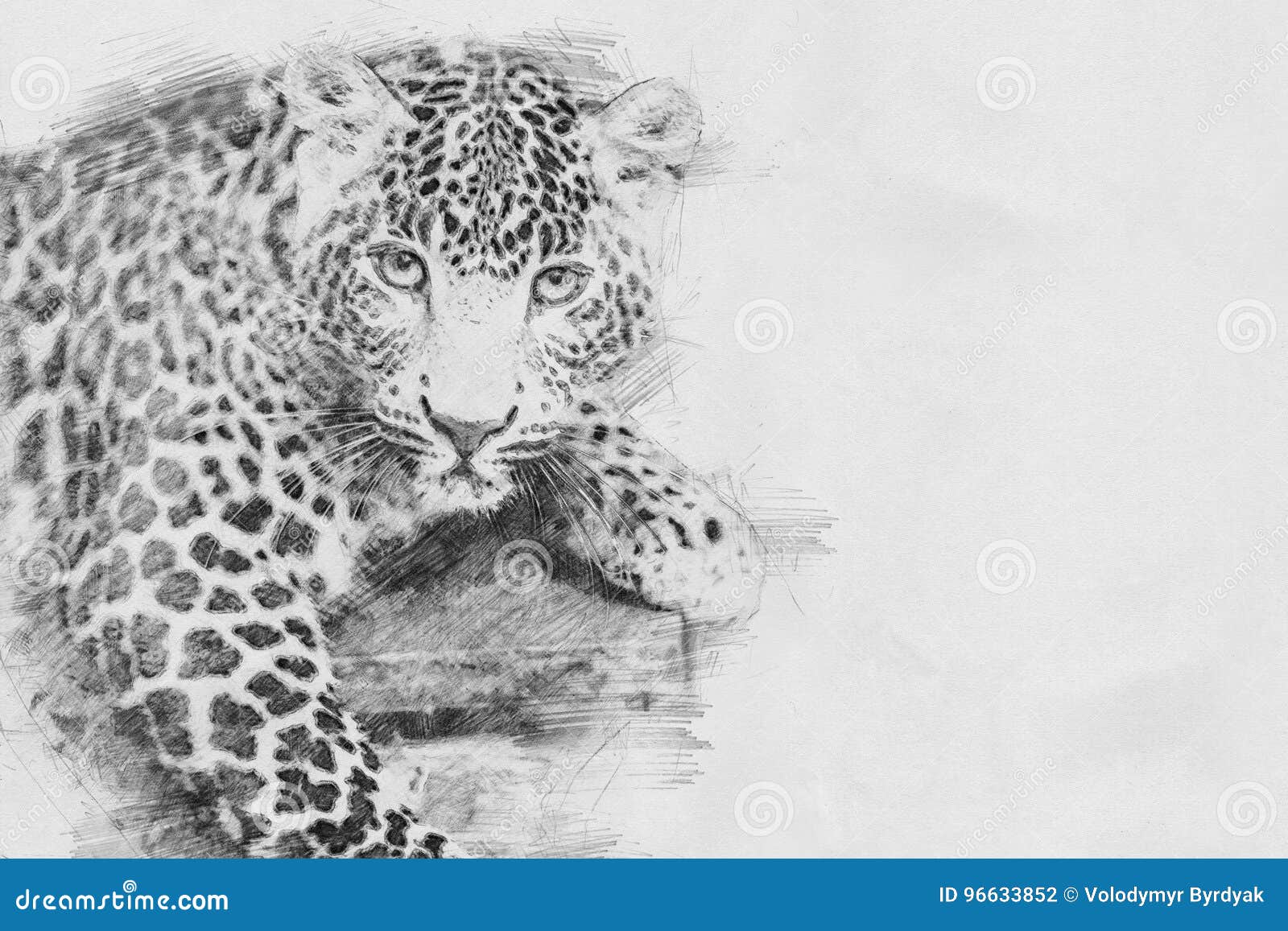 Leopard, Pencil Drawing Of Panthera Pardus Head Cartoon Vector ...