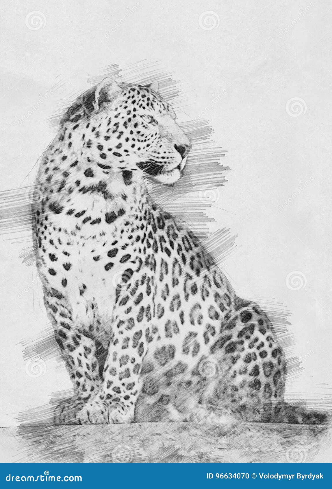 Leopard. Sketch with Pencil Stock Illustration - Illustration of ...