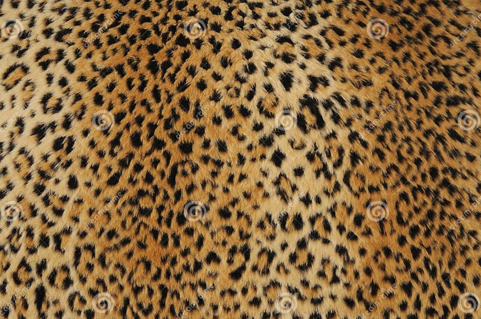 Leopard skin stock photo. Image of animal, leopard, pattern - 10362850