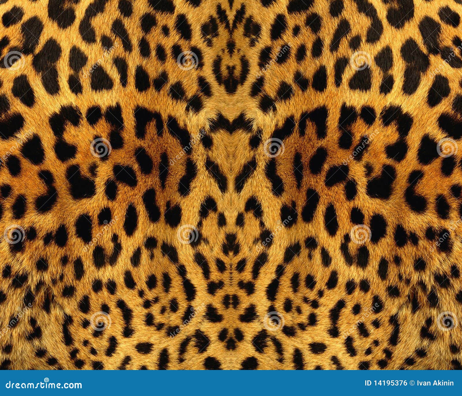 Leopard Skin stock photo. Image of wildlife, feline, backgrounds - 14195376