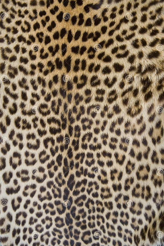 Leopard skin stock photo. Image of marks, wild, endangered - 1519402