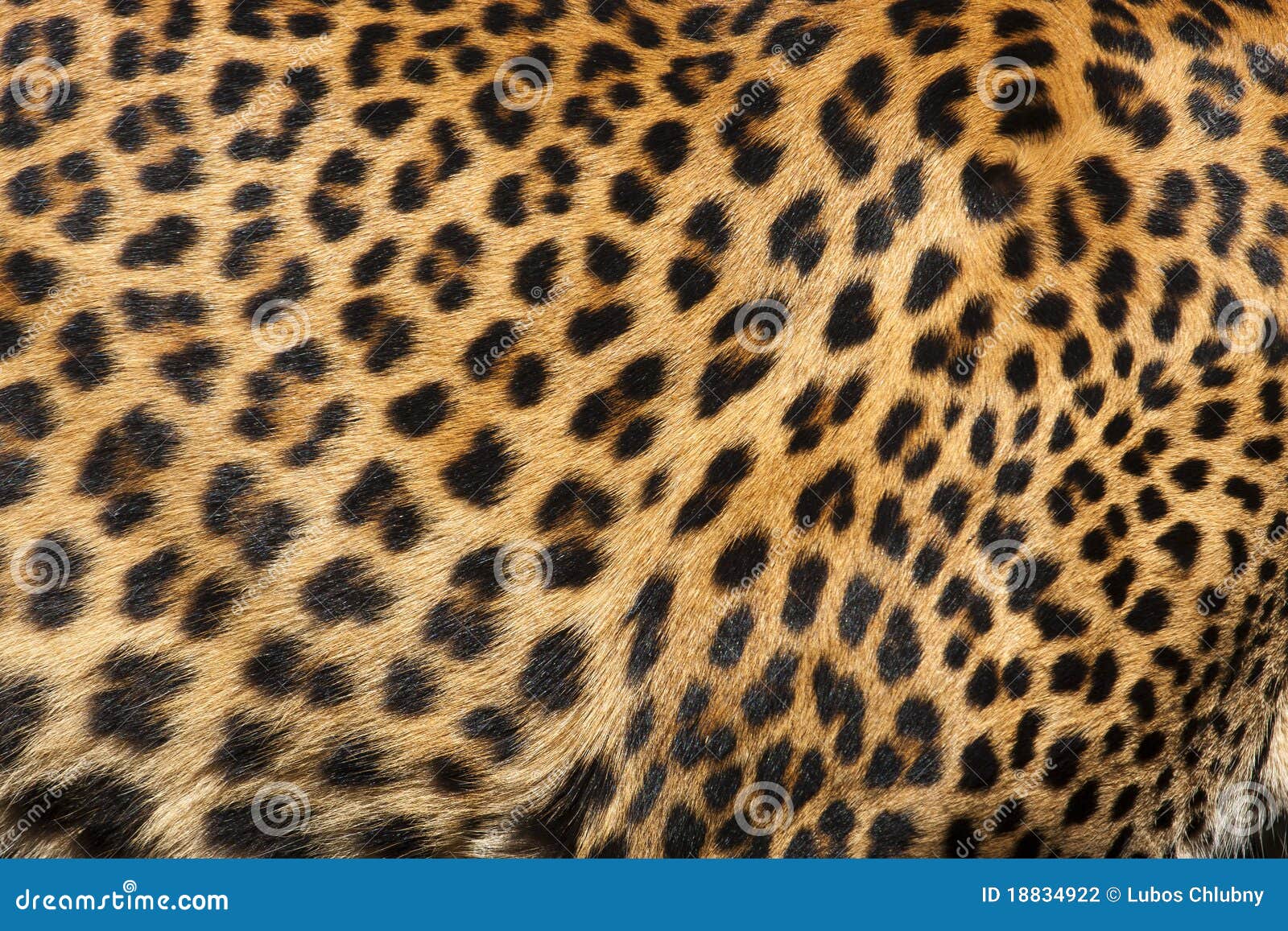 Leopard Skin stock photo. Image of wildlife, panther - 18834922