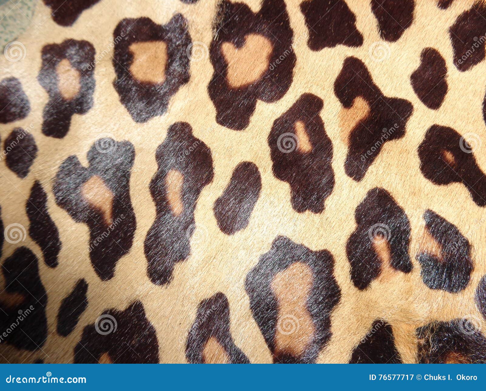 Cheetah skin stock image. Image of live, background, highly - 76577717