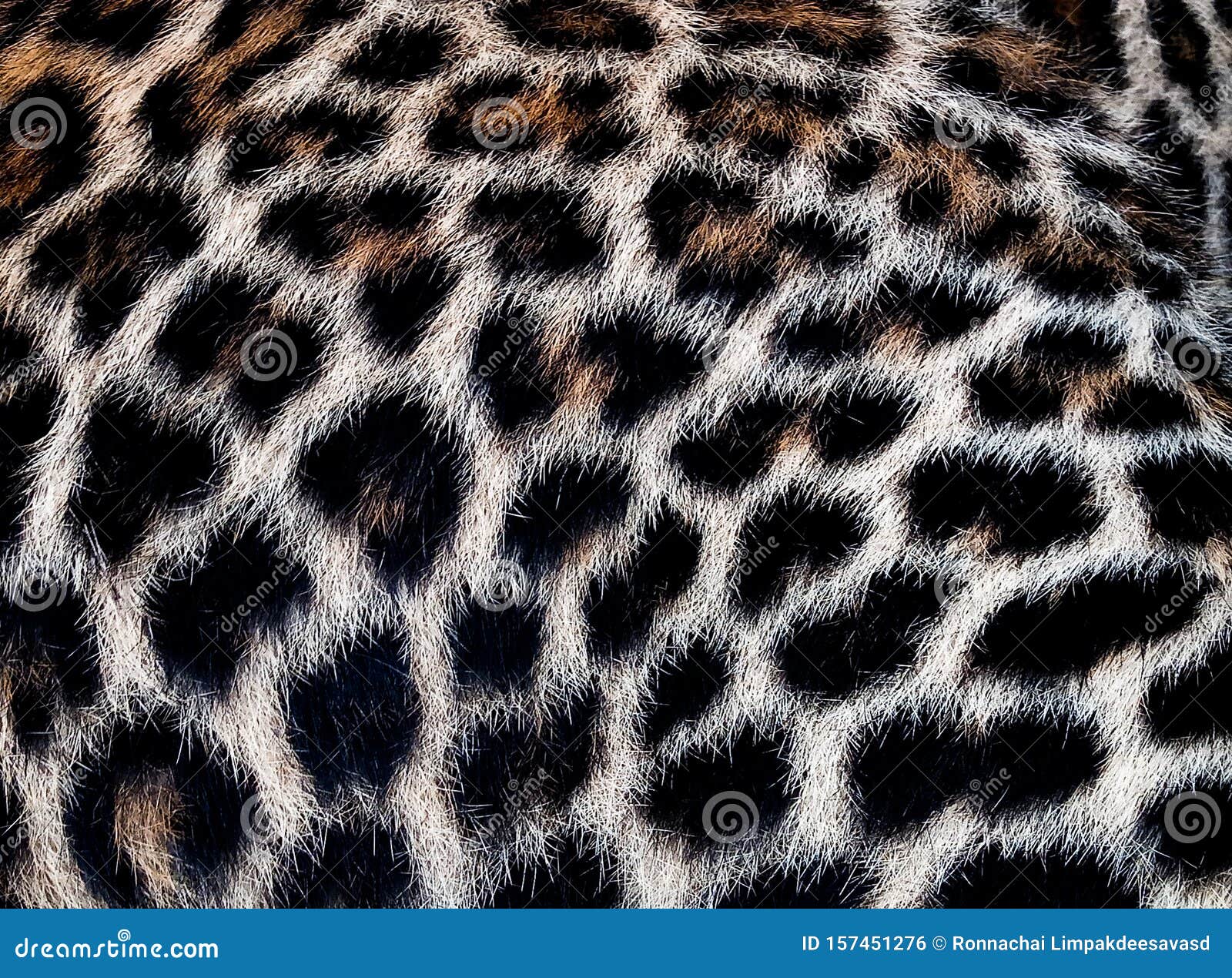 Leopard Skin Pattern Animal Backgrounds Stock Photo - Image of ...