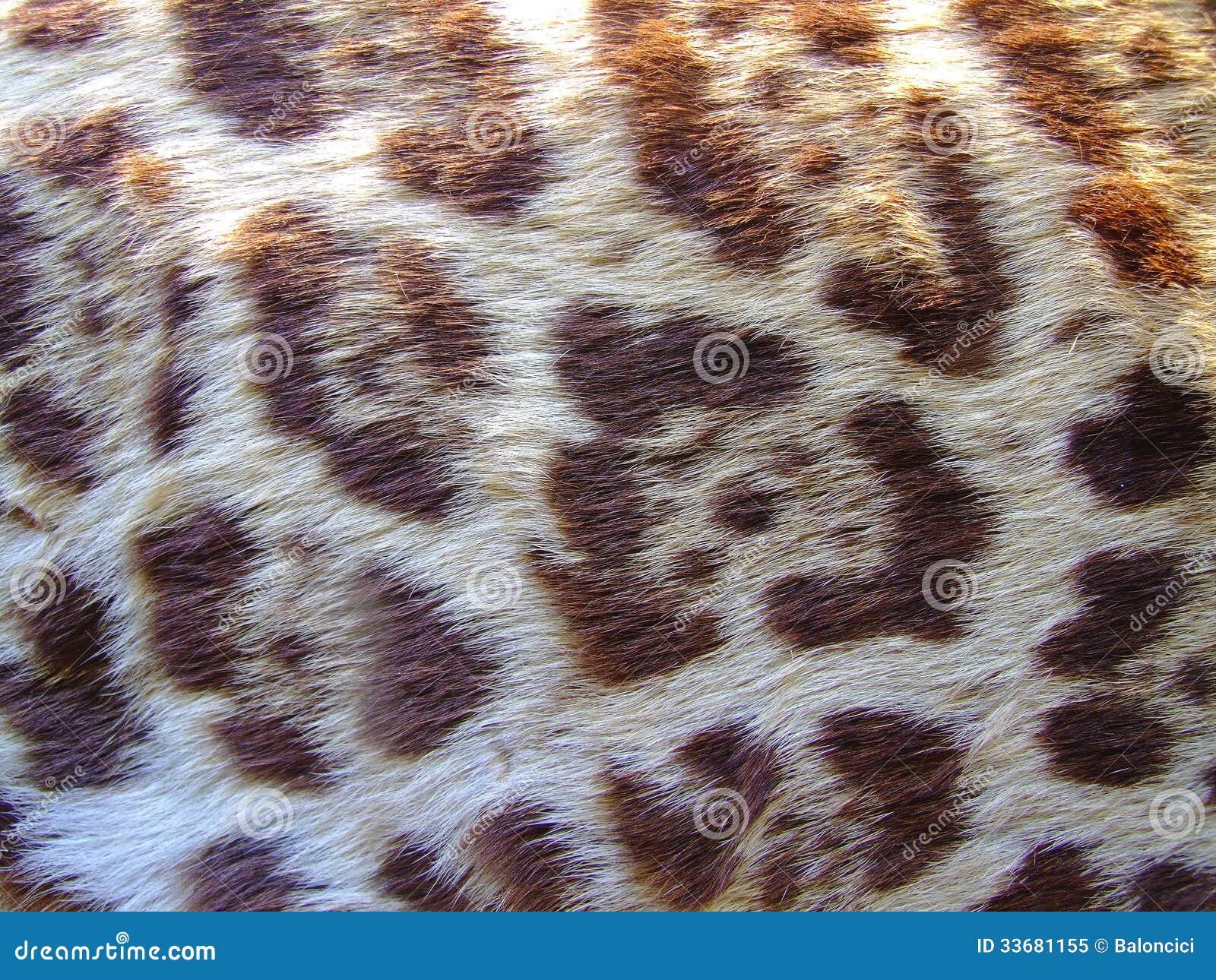 Leopard skin stock image. Image of texture, leopard, hide - 33681155