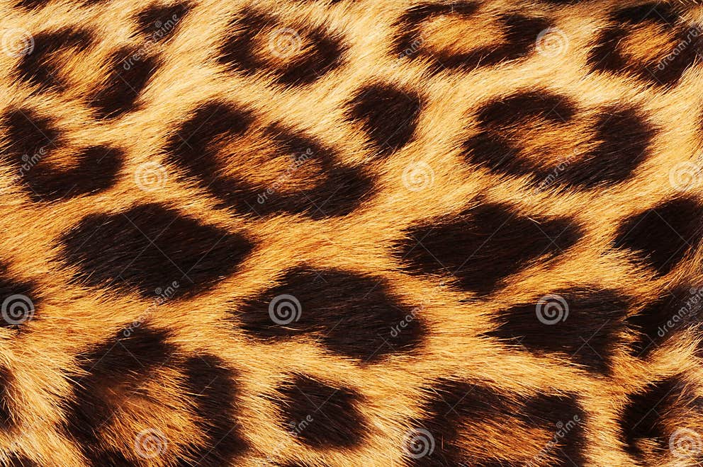 Leopard Skin Spots. stock image. Image of print, animal - 12317309