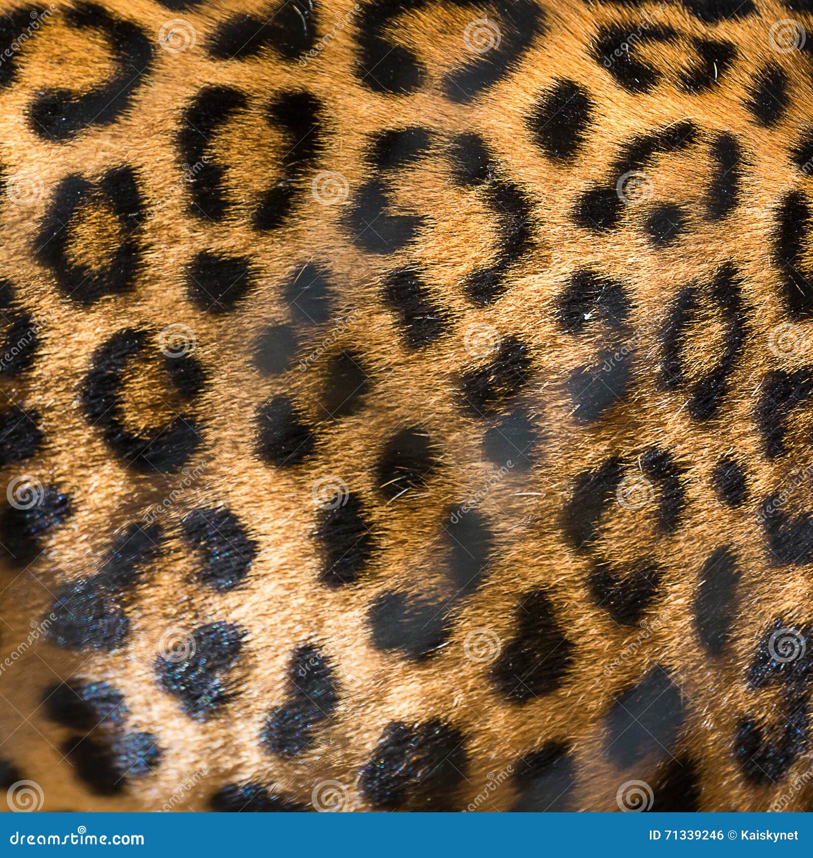 Leopard Skin Texture for Background Stock Photo - Image of decor ...