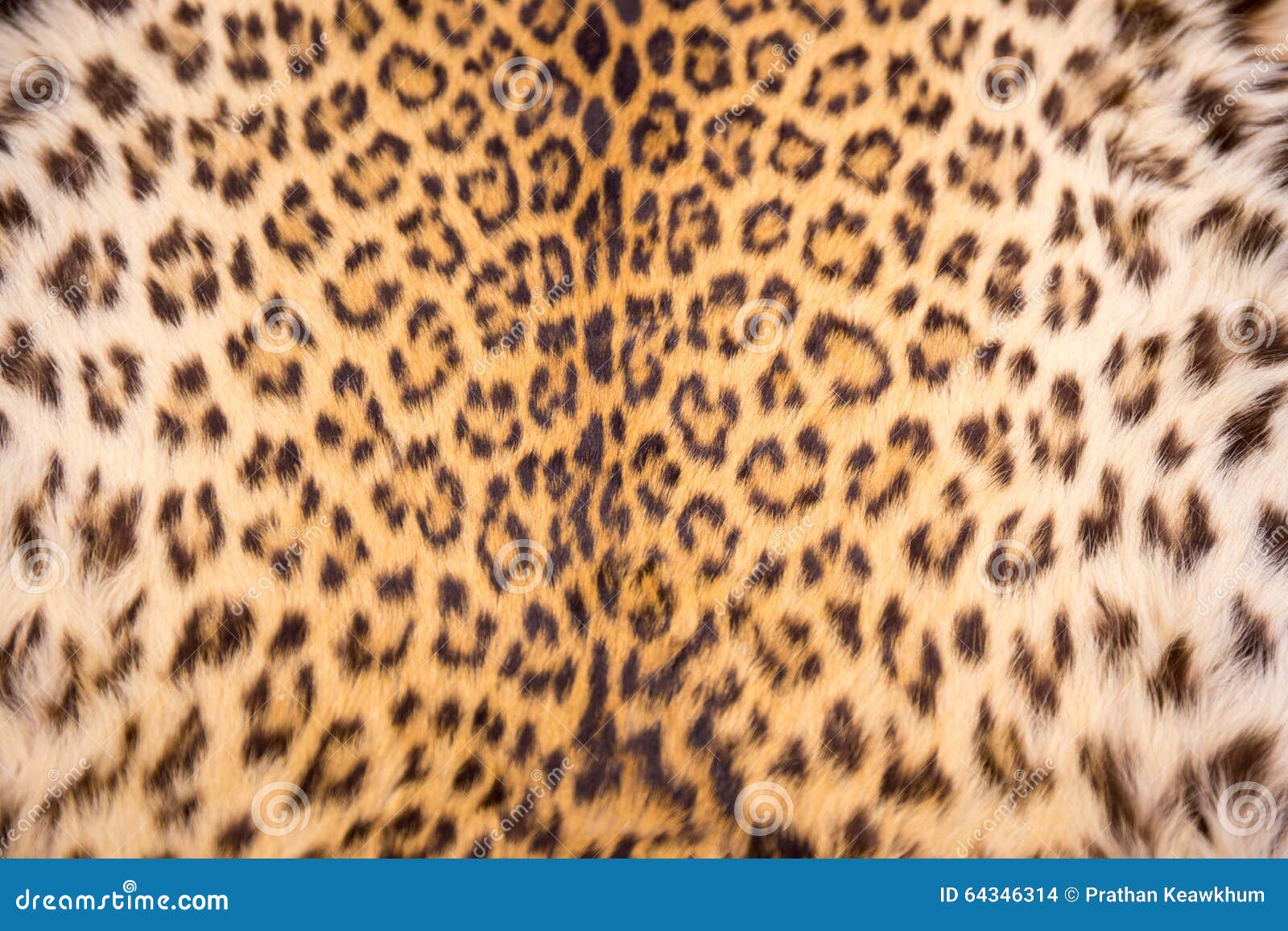 Leopard Skin Texture and Background Stock Photo - Image of wildlife ...