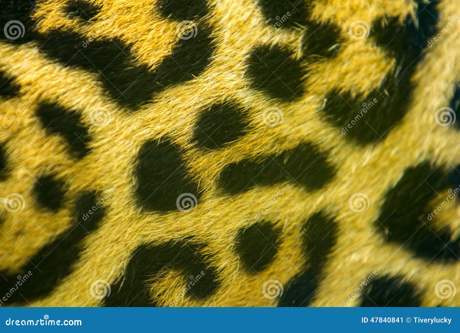 Leopard skin texture stock image. Image of seamless, macro - 47840841