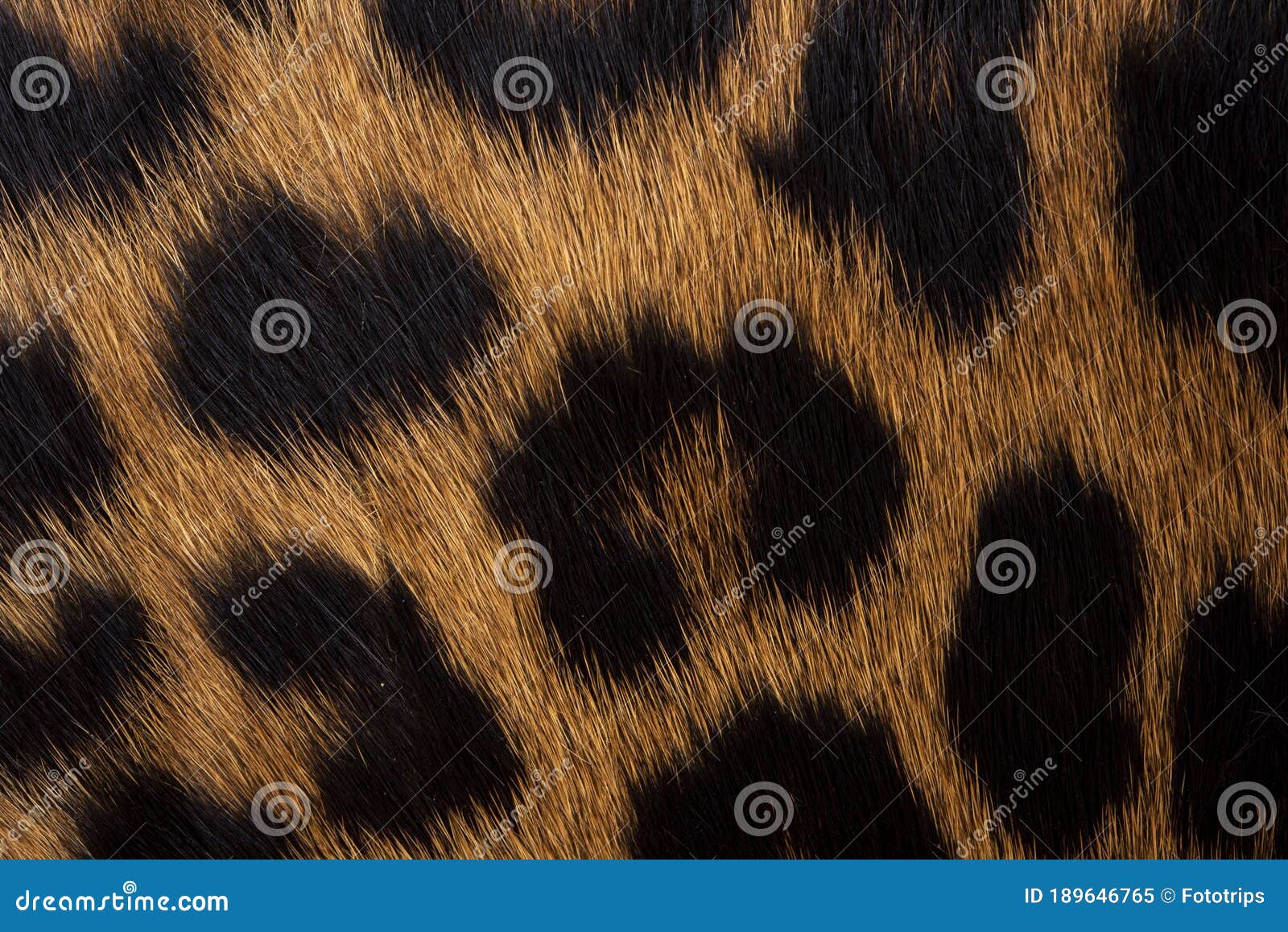 Leopard Skin Texture : Close-up Leopard Spot Pattern Texture Background ...