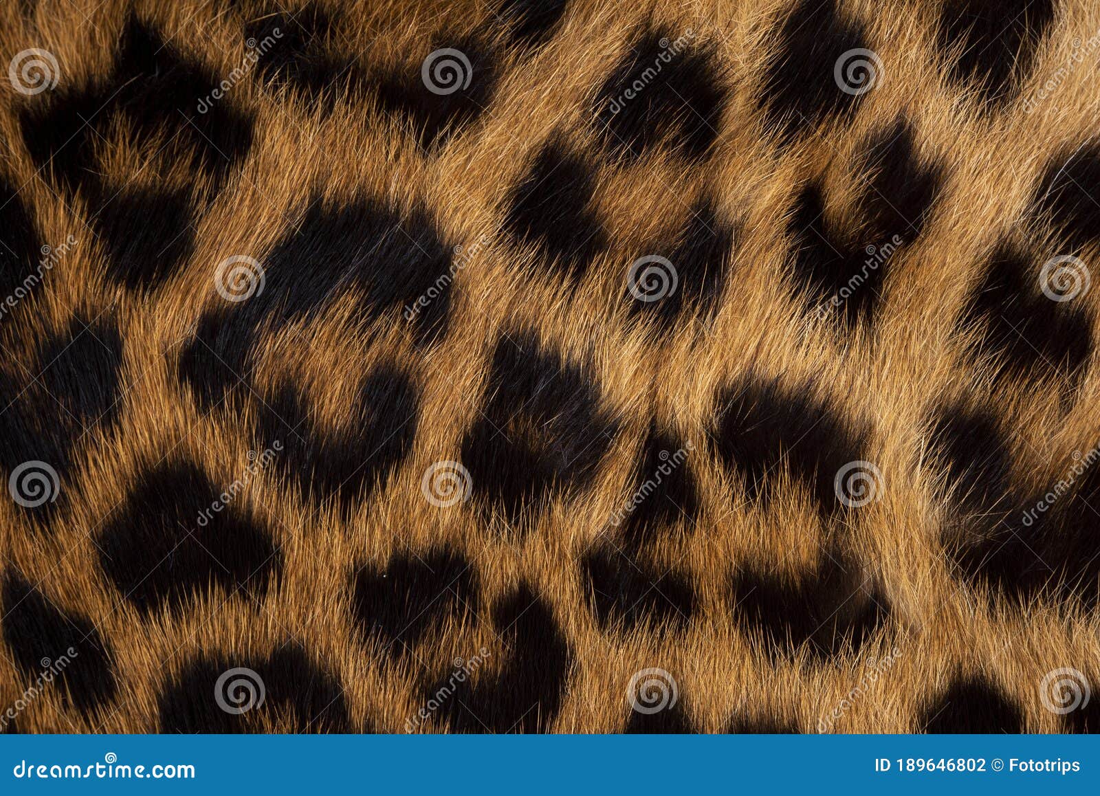 Leopard Skin Texture : Close-up Leopard Spot Pattern Texture Background ...