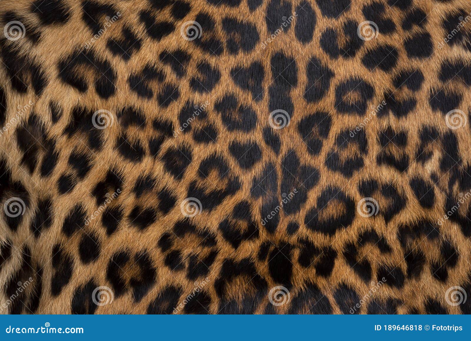 Leopard Skin Texture : Close-up Leopard Spot Pattern Texture Background ...