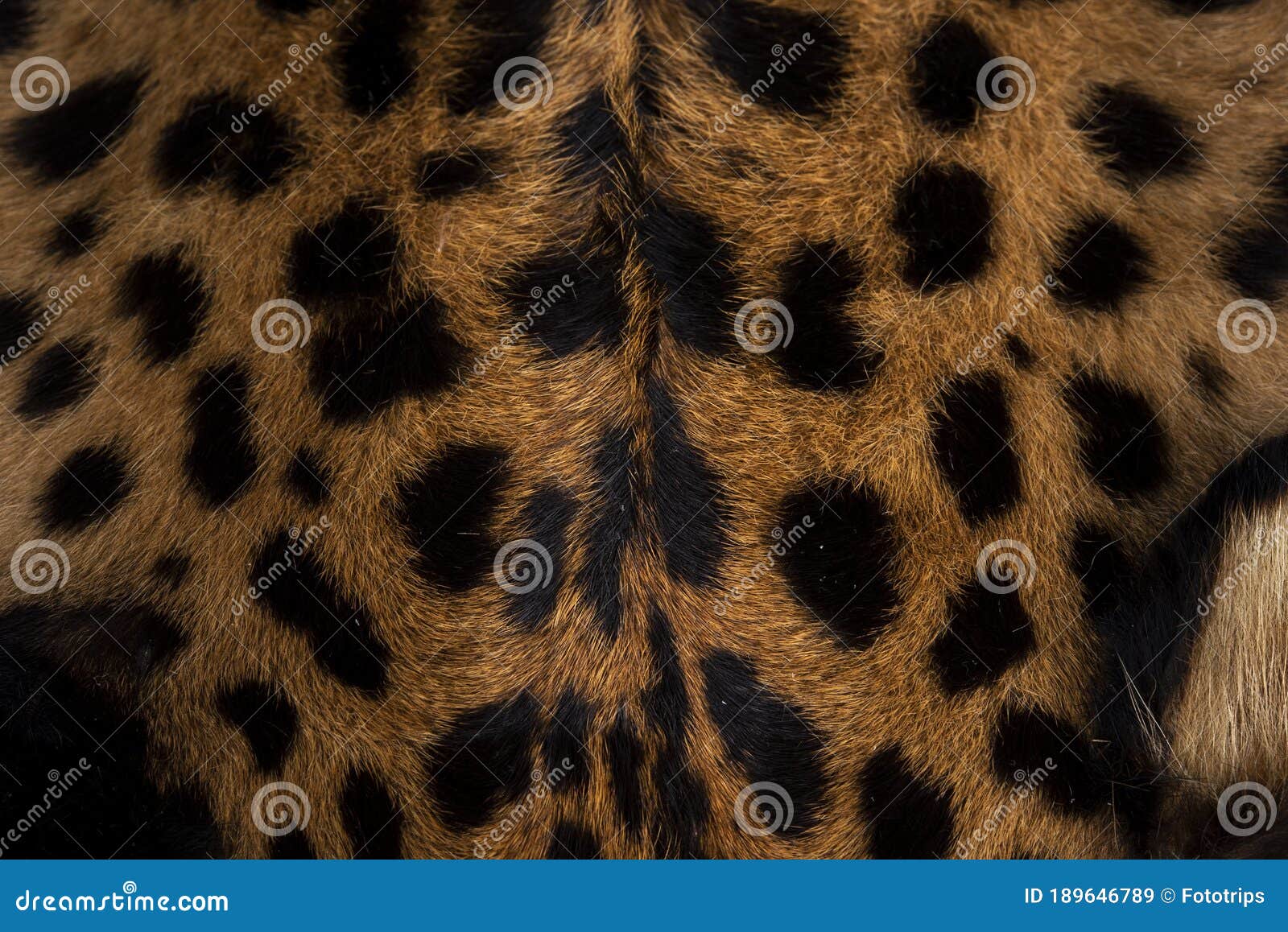 Leopard Skin Texture : Close-up Leopard Spot Pattern Texture Background ...