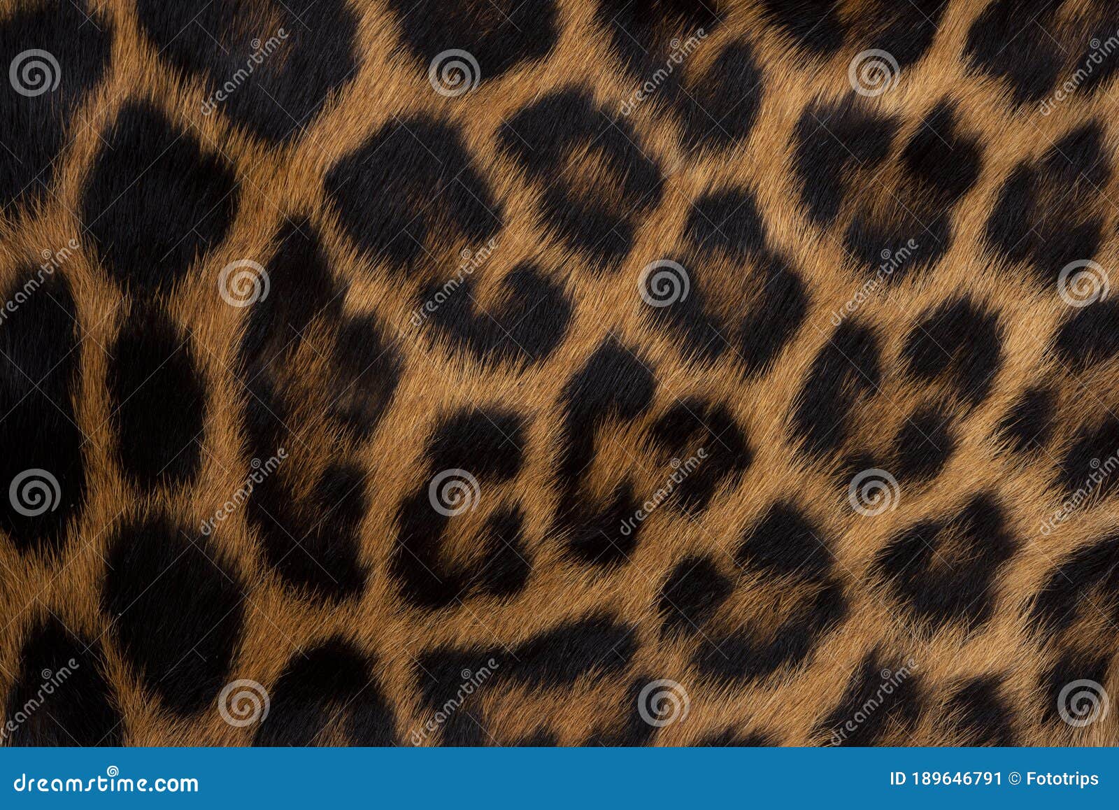 Leopard Skin Texture : Close-up Leopard Spot Pattern Texture Background ...