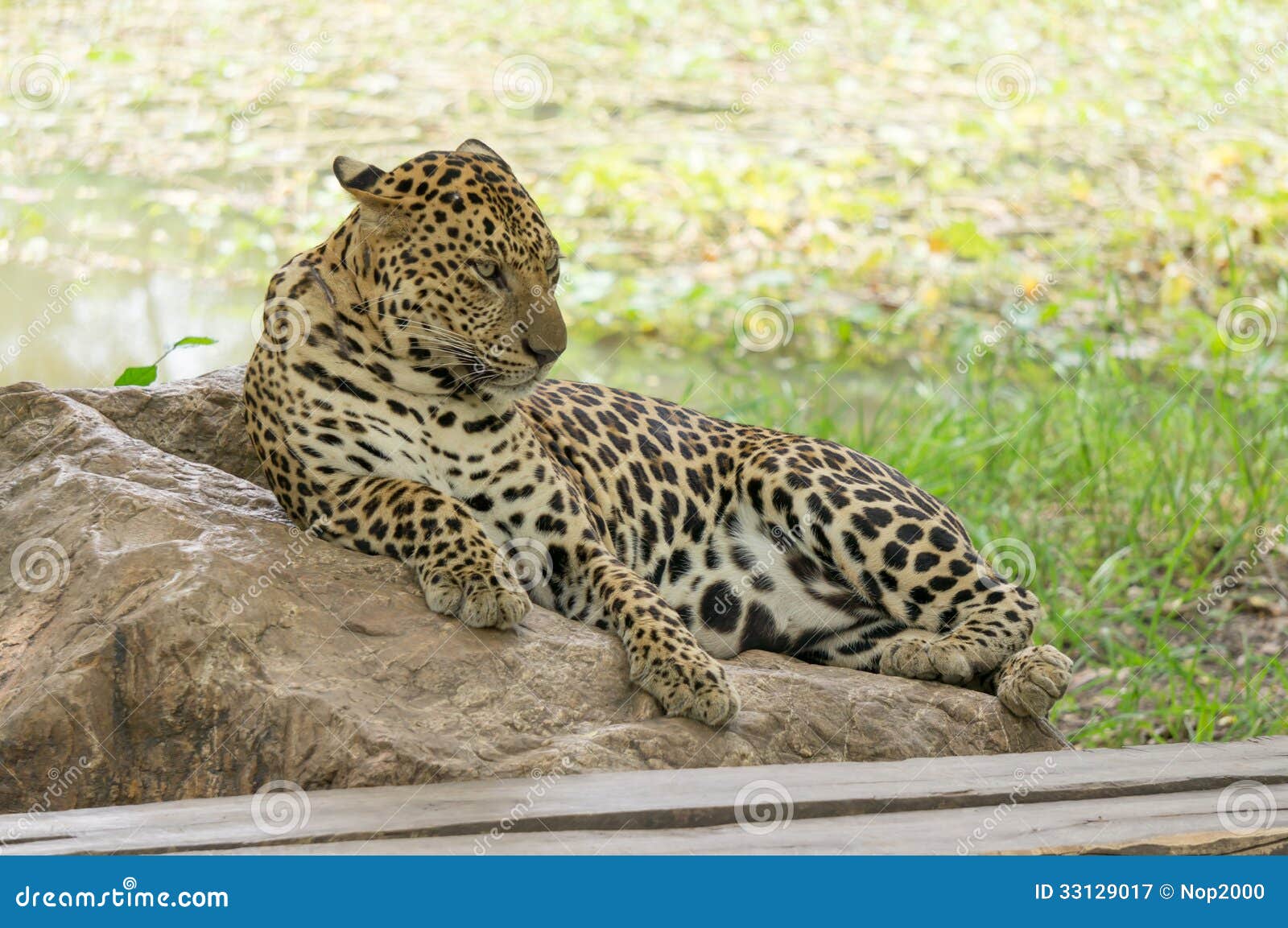 Leopard sleep stock image. Image of beast, expression - 33129017