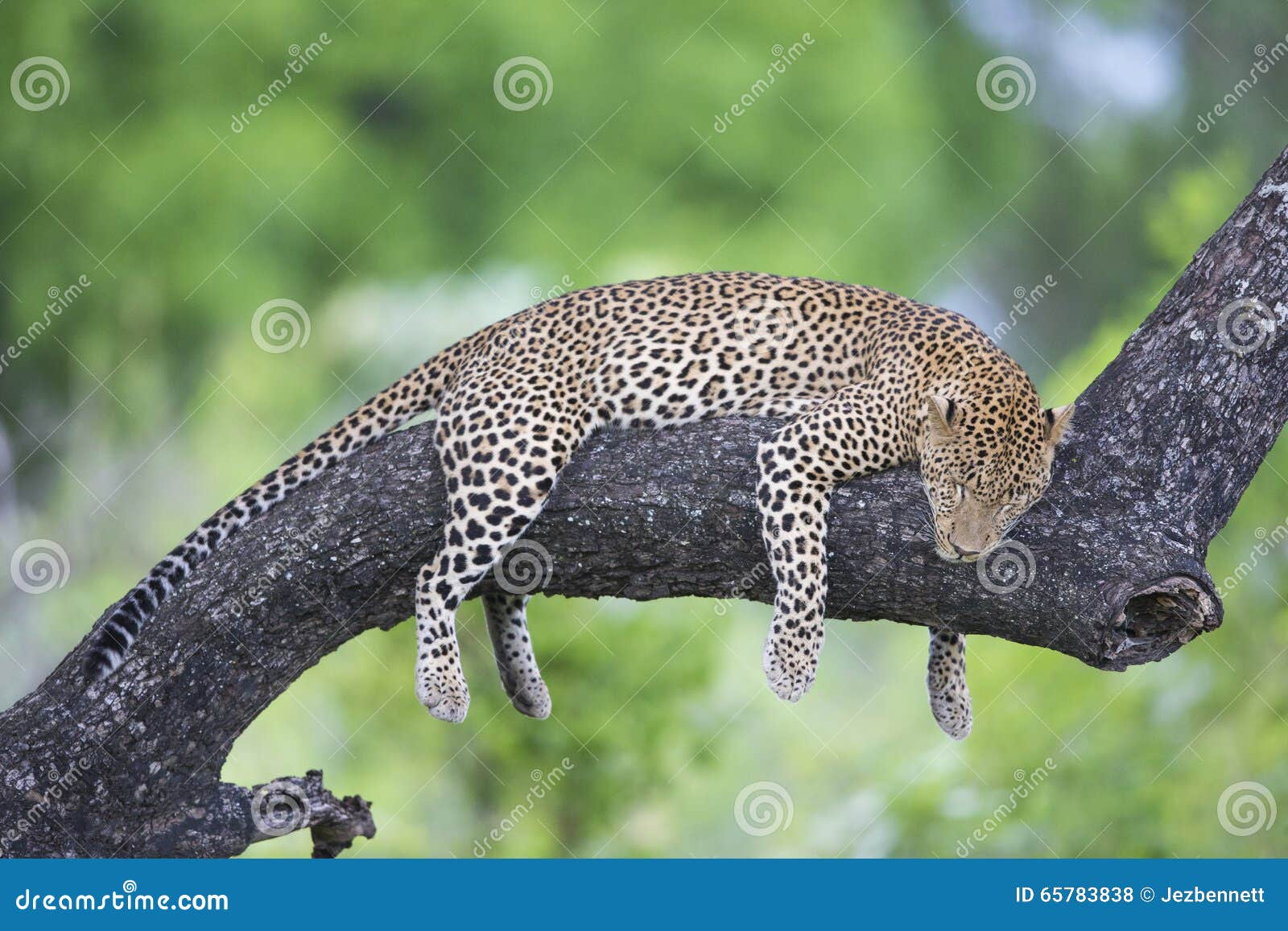 Leopard sleep stock photo. Image of threatened, tired - 65783838