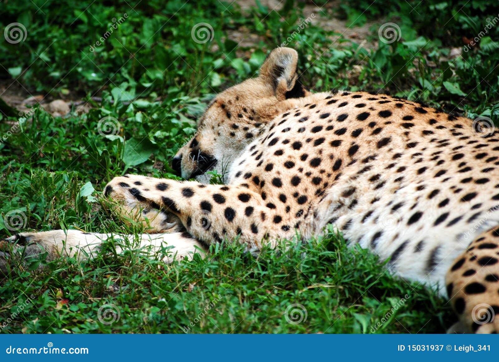 Leopard Sleeping stock image. Image of paws, explore - 15031937