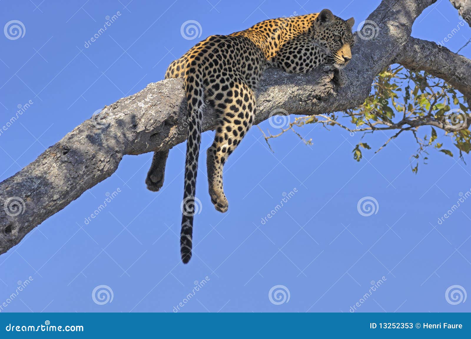 Leopard Sleeping on a Branch Stock Image - Image of watch, tree: 13252353
