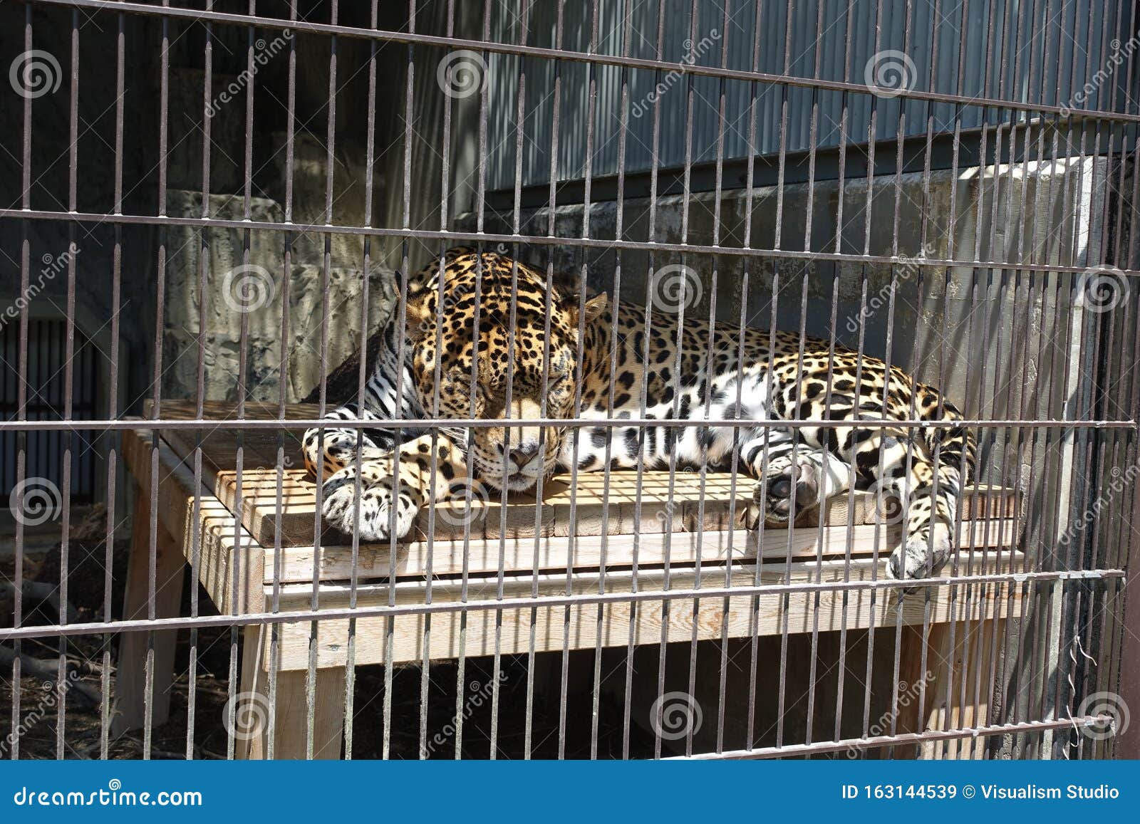 A Leopard is Sleeping Casually in a Cage Stock Image - Image of ...
