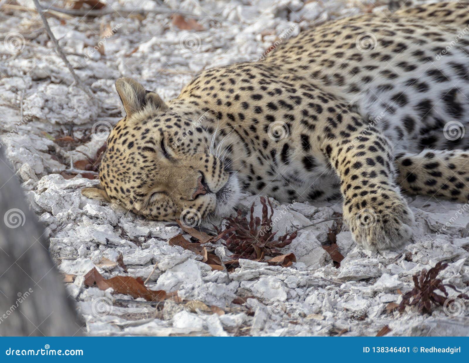 Leopard sleeping in clay stock image. Image of white - 138346401