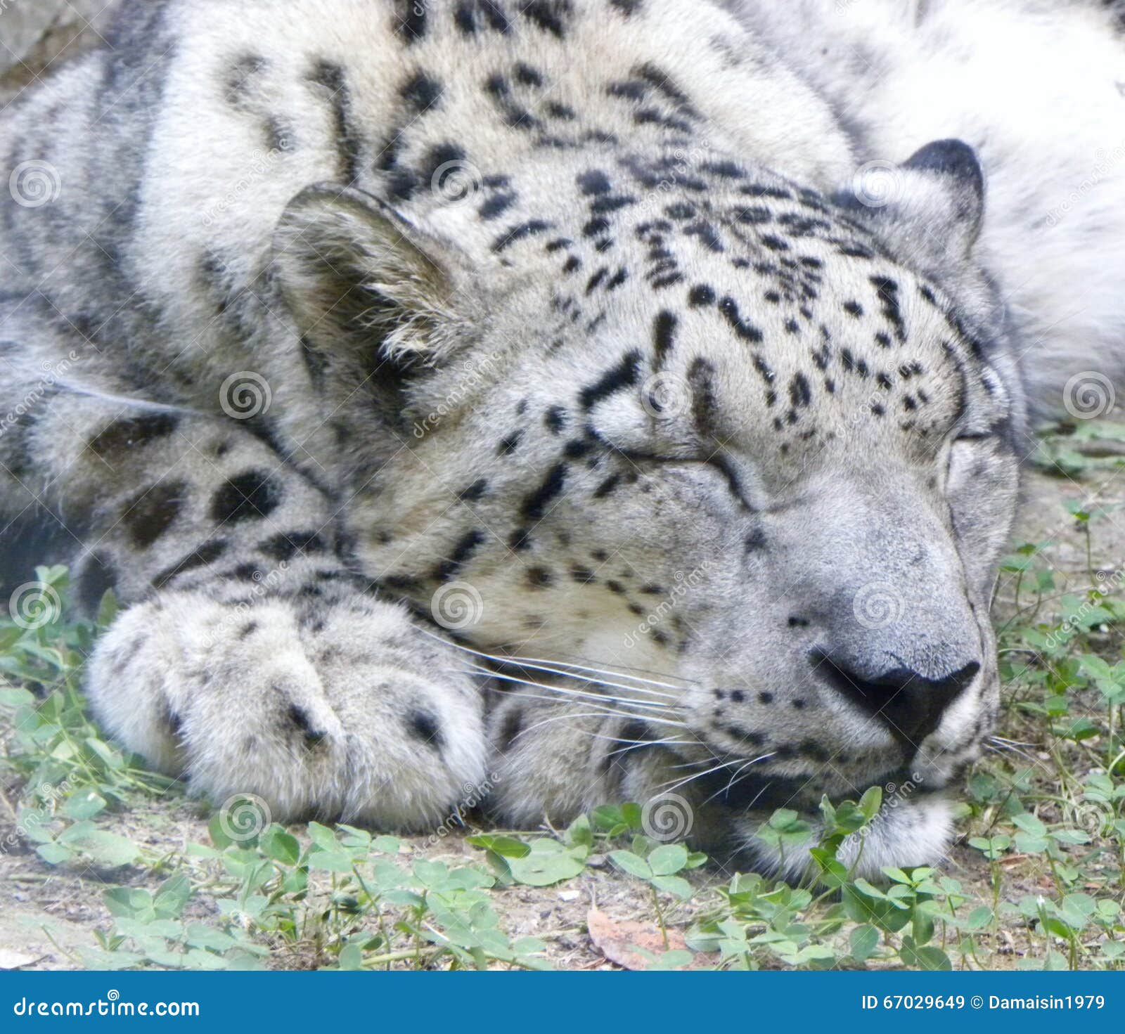 Leopard sleeping stock image. Image of spot, nose, lonely - 67029649