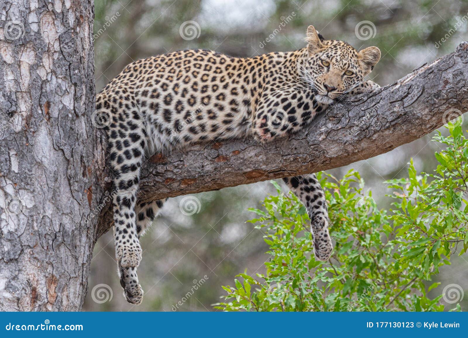 Leopard Sleeping in a Marula Tree Stock Image - Image of background ...