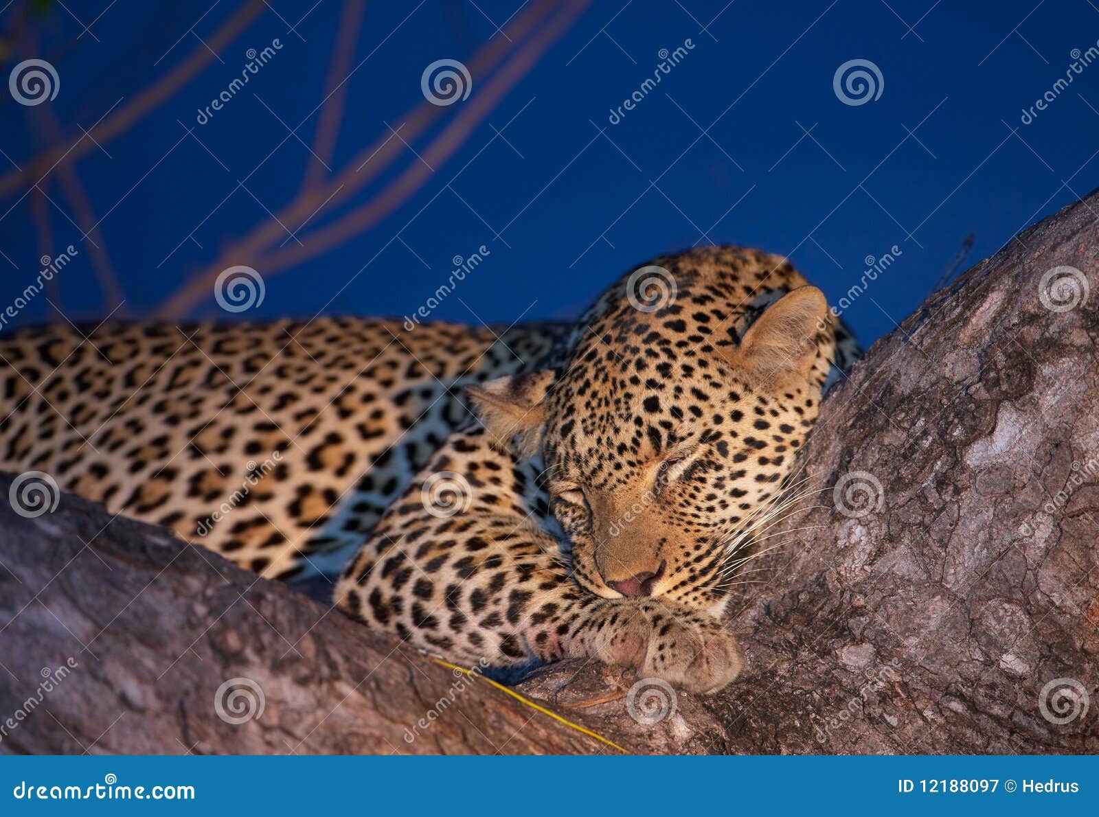 Leopard Sleeping on the Tree Stock Image - Image of relaxing, hunter ...