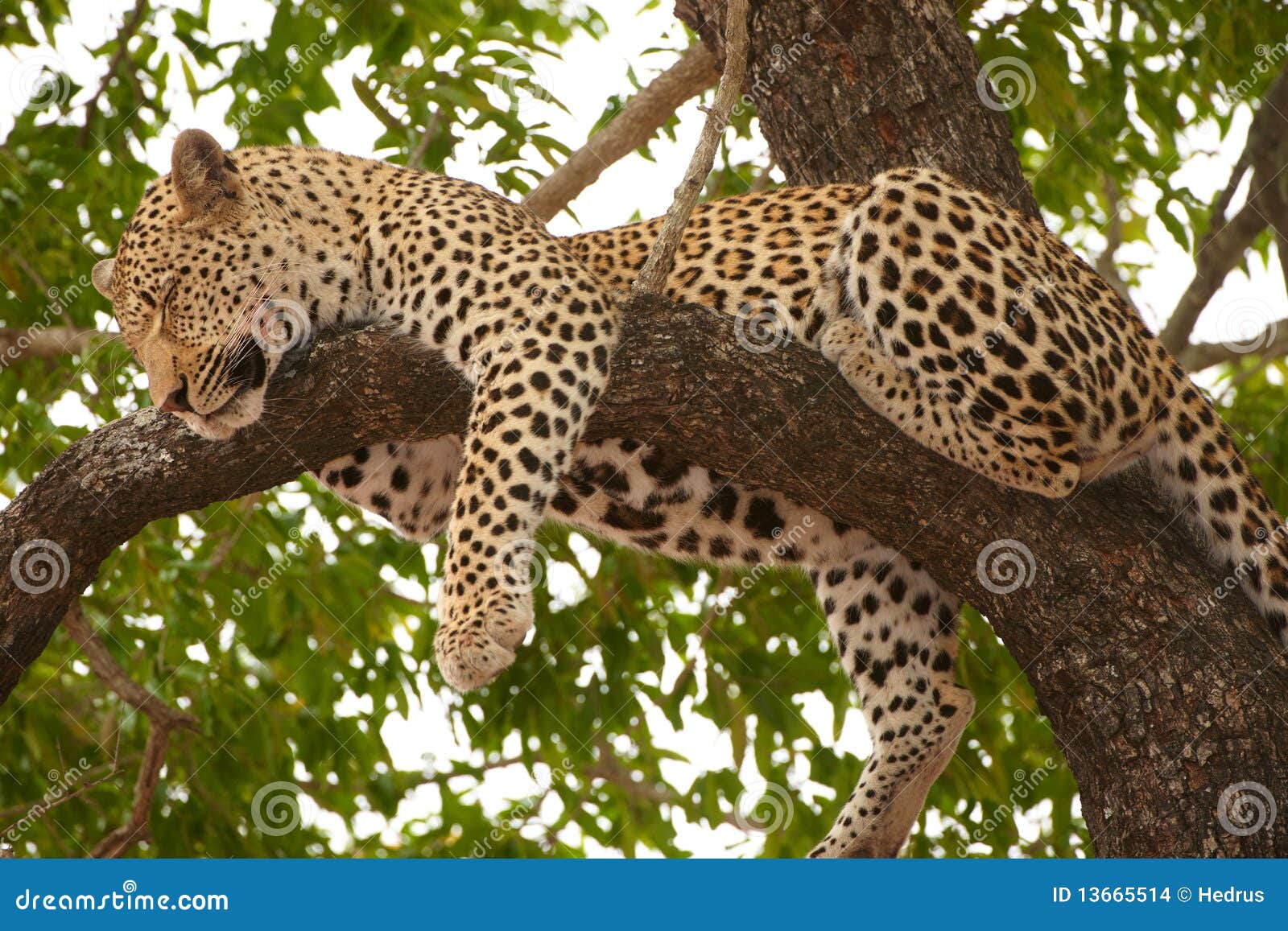 Leopard Sleeping In A Tree