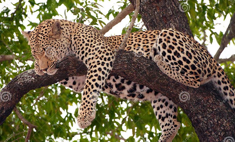 Leopard Sleeping on the Tree Stock Image - Image of leaf, meat: 14489185