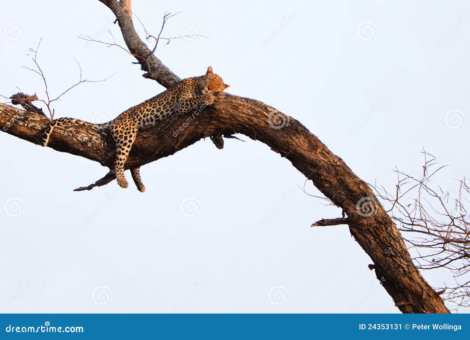 Leopard Sleeping In A Tree Royalty-Free Stock Photography ...