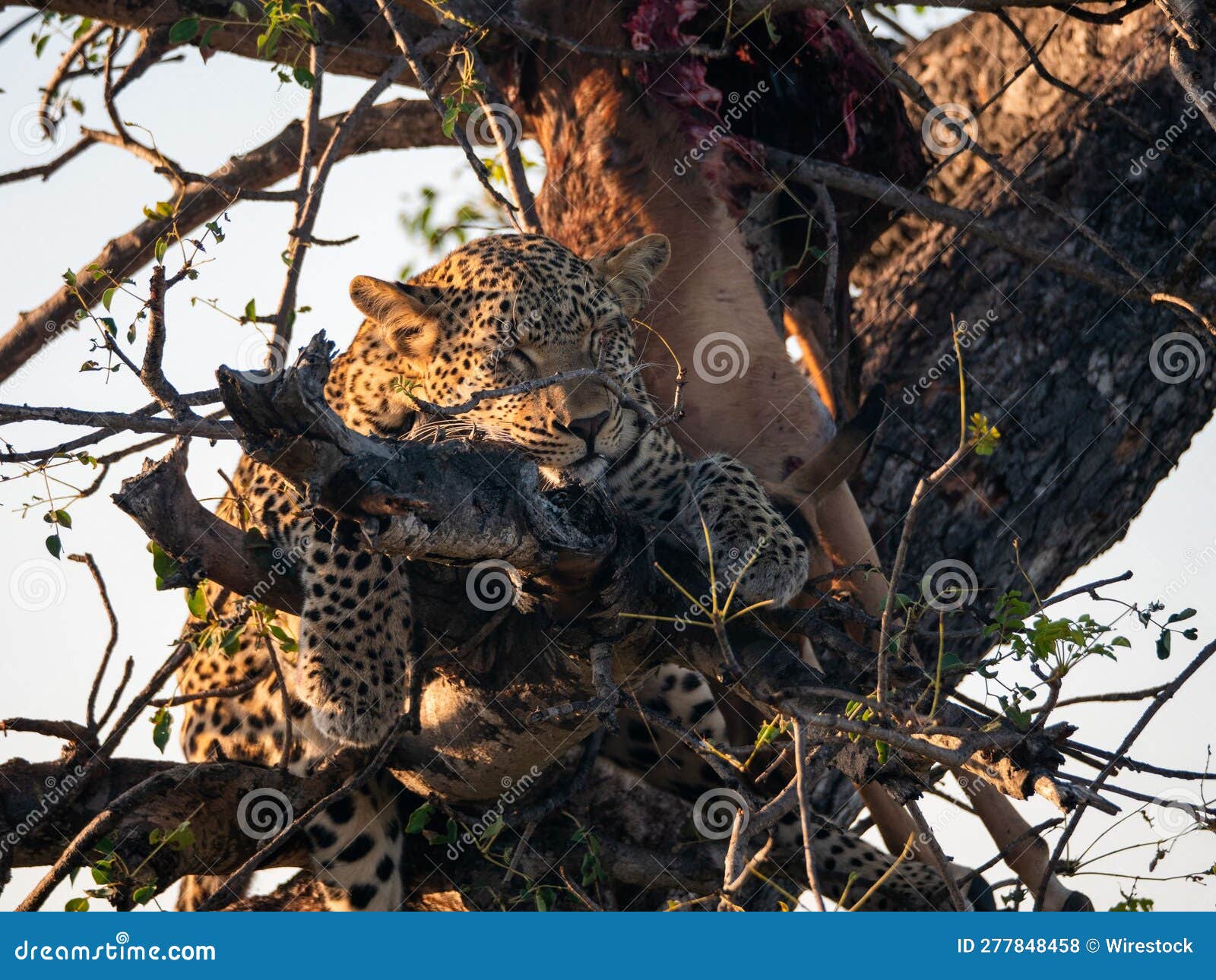 Leopard Sleeping on a Tree Branch in Its Natural Environment Stock ...