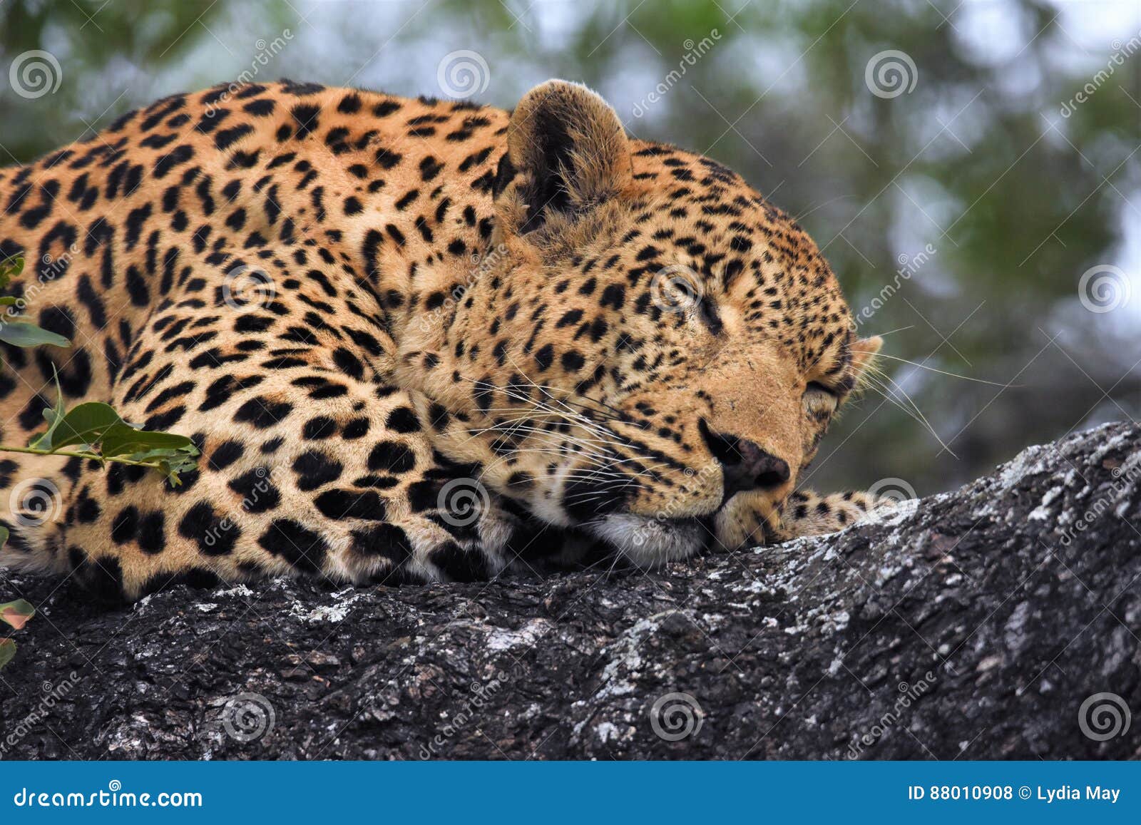 Leopard Sleeping in the Tree Stock Photo - Image of pretty, large: 88010908