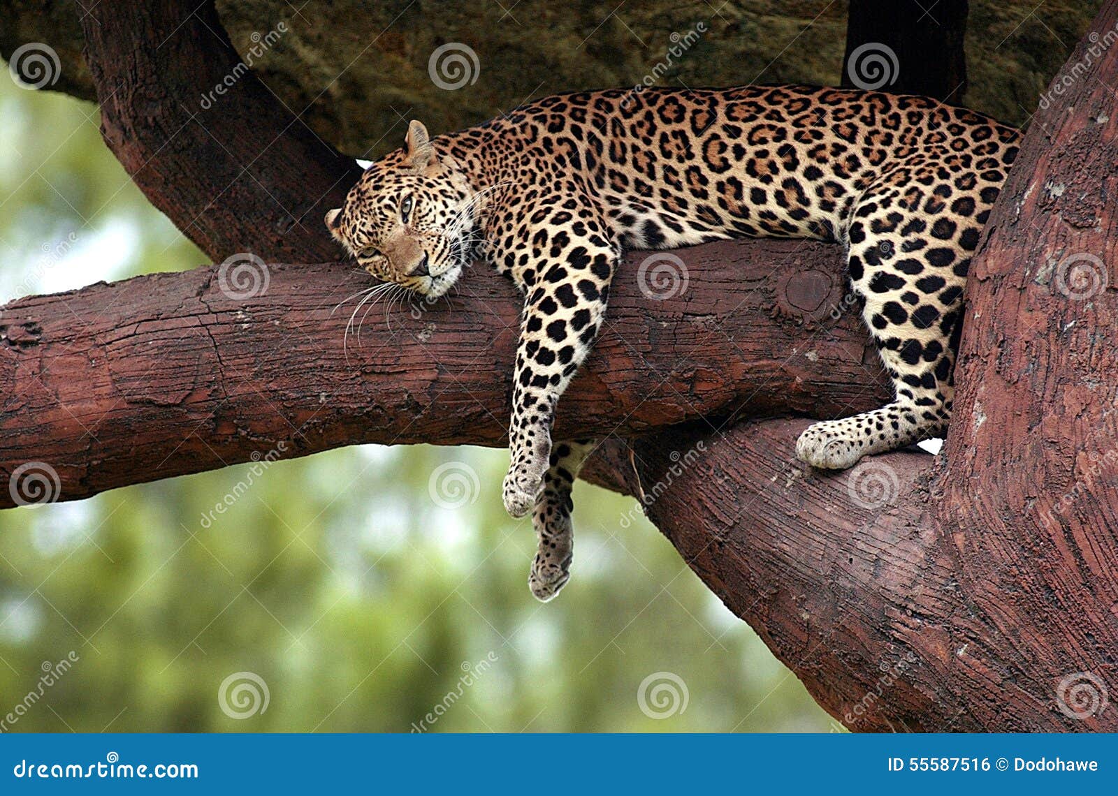 Leopard sleeping in a tree stock photo. Image of hunter - 55587516