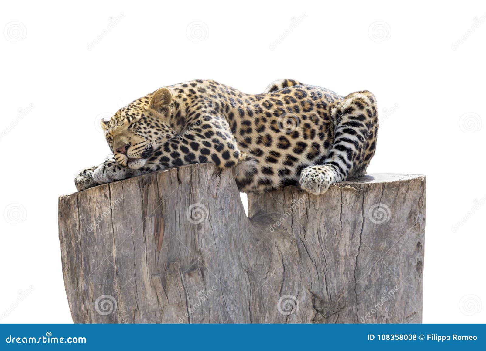 Leopard Sleeping on Tree Trunk Stock Photo - Image of tree, wild: 108358008