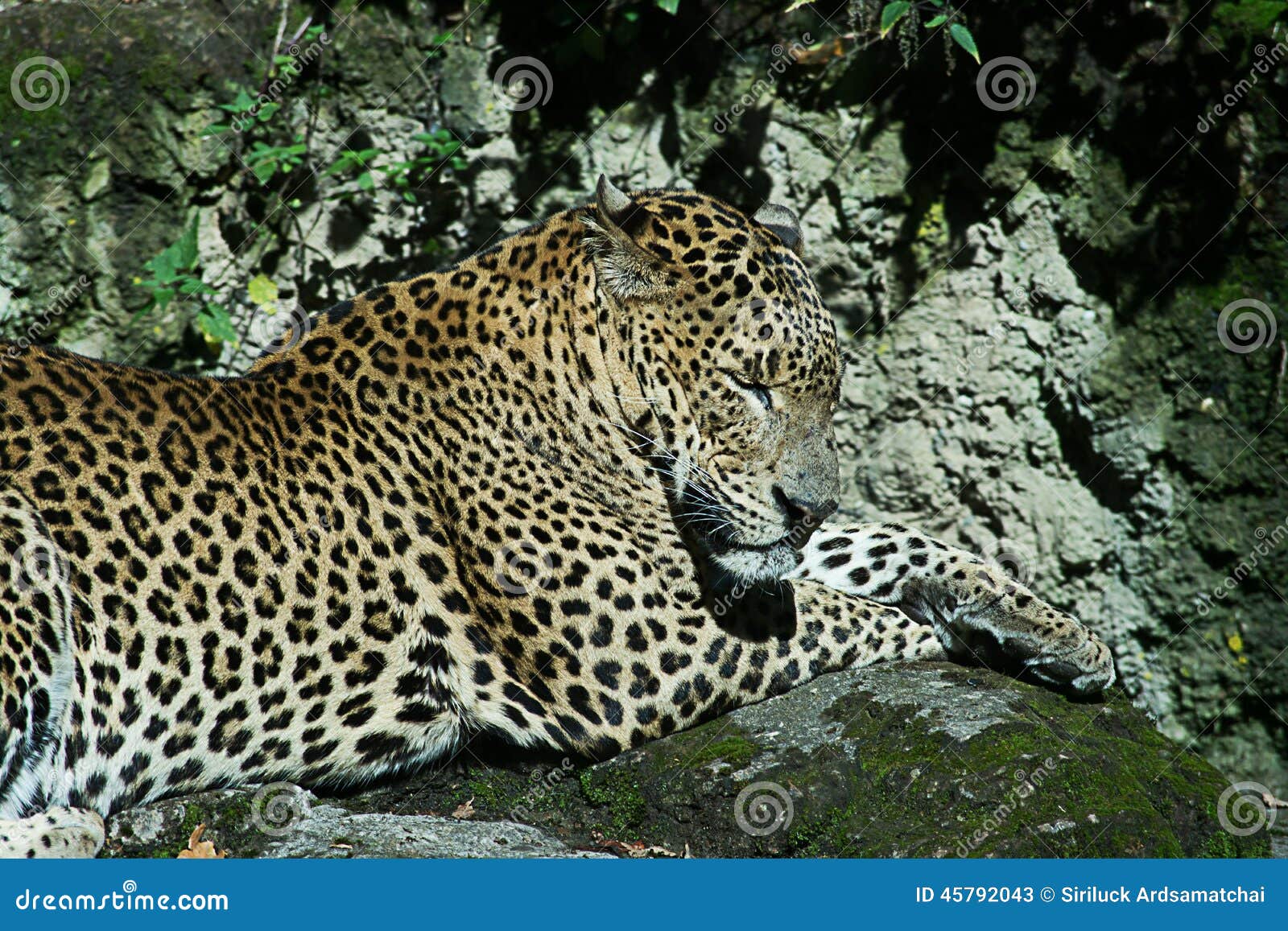 Leopard Sleepping stock image. Image of carnivore, feline - 45792043