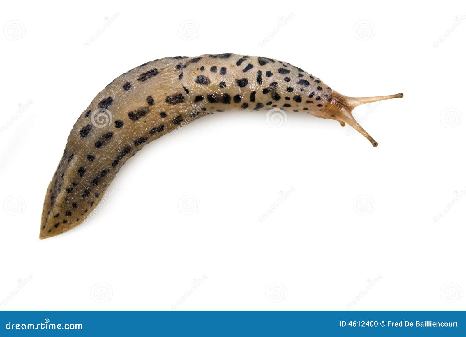 Leopard Slug stock photo. Image of isolated, slug, clipping - 4612400