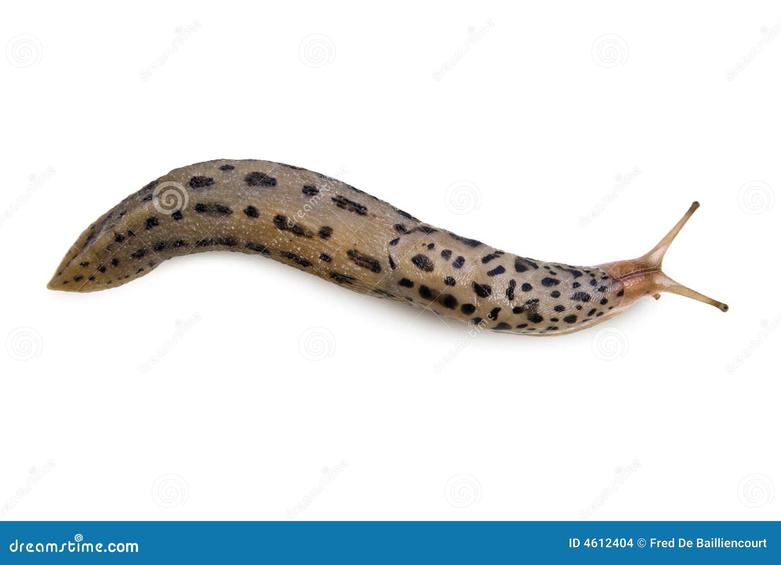 Slug Royalty-Free Stock Image | CartoonDealer.com #56371132