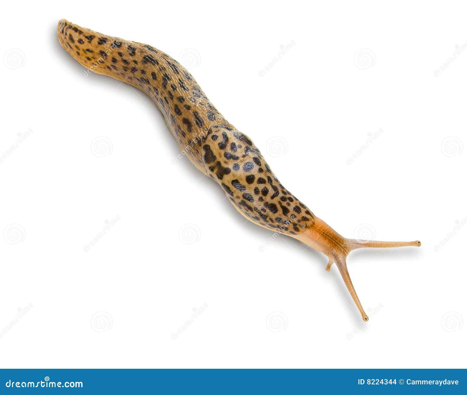 102 Leopard Slug Isolated Stock Photos - Free & Royalty-Free Stock ...